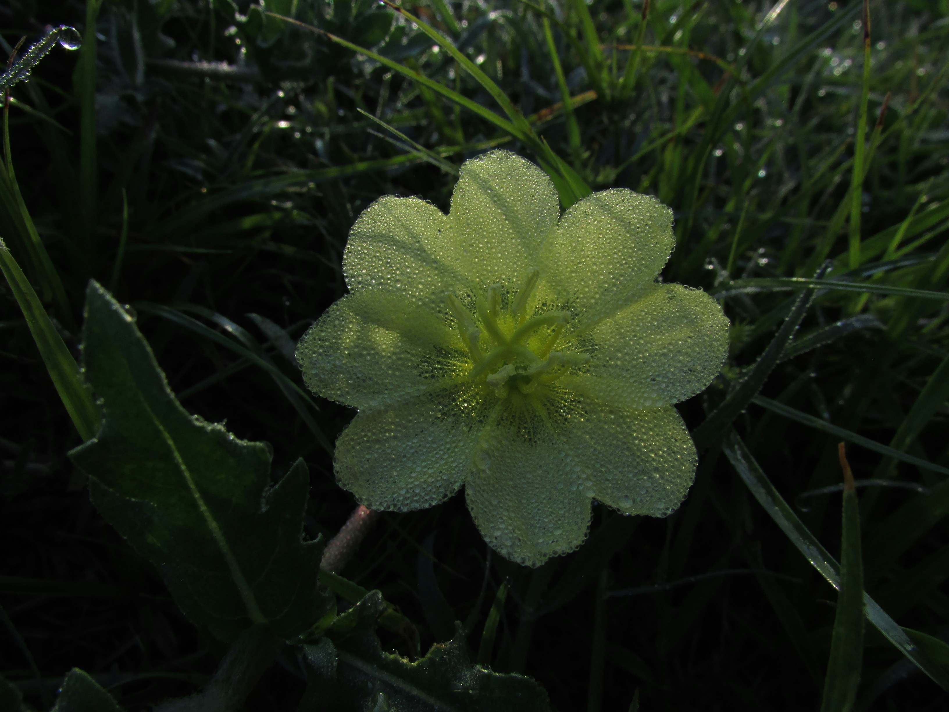 Dew-Kissed Five-Petaled bloom in shadowed grass