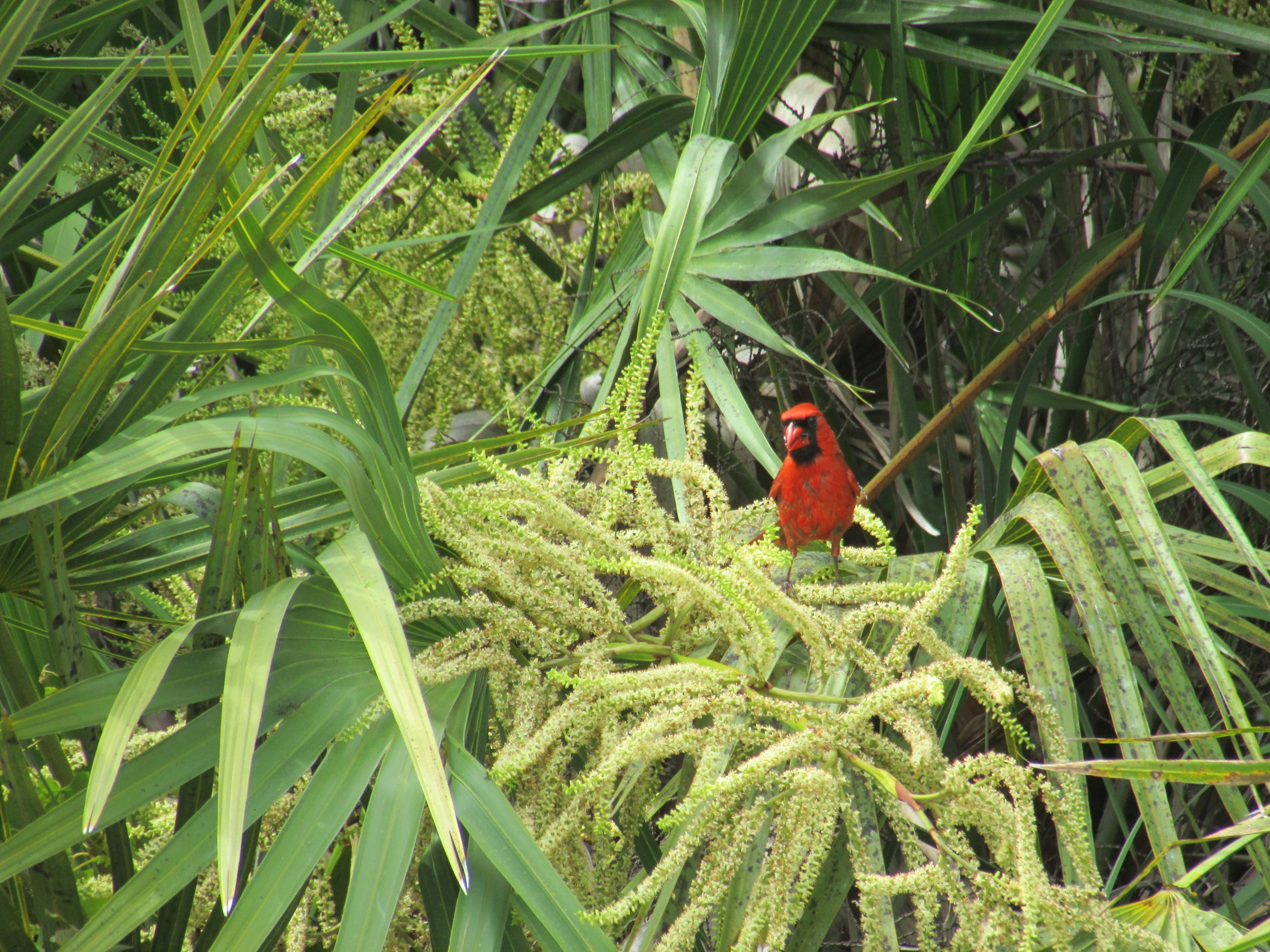 Red Cardinal Among Tropical Greens