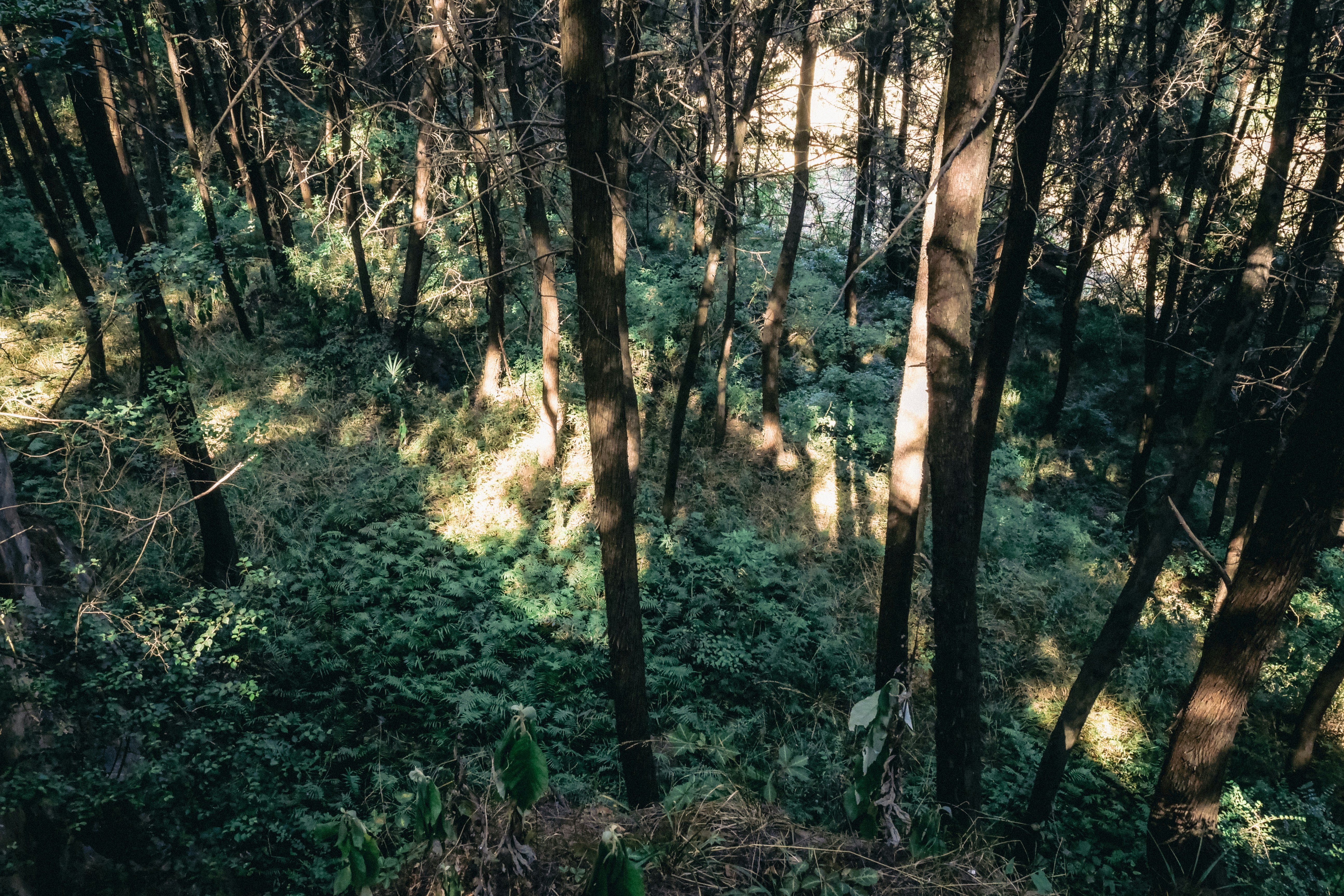 Sunlit clearings through a dense pine canopy