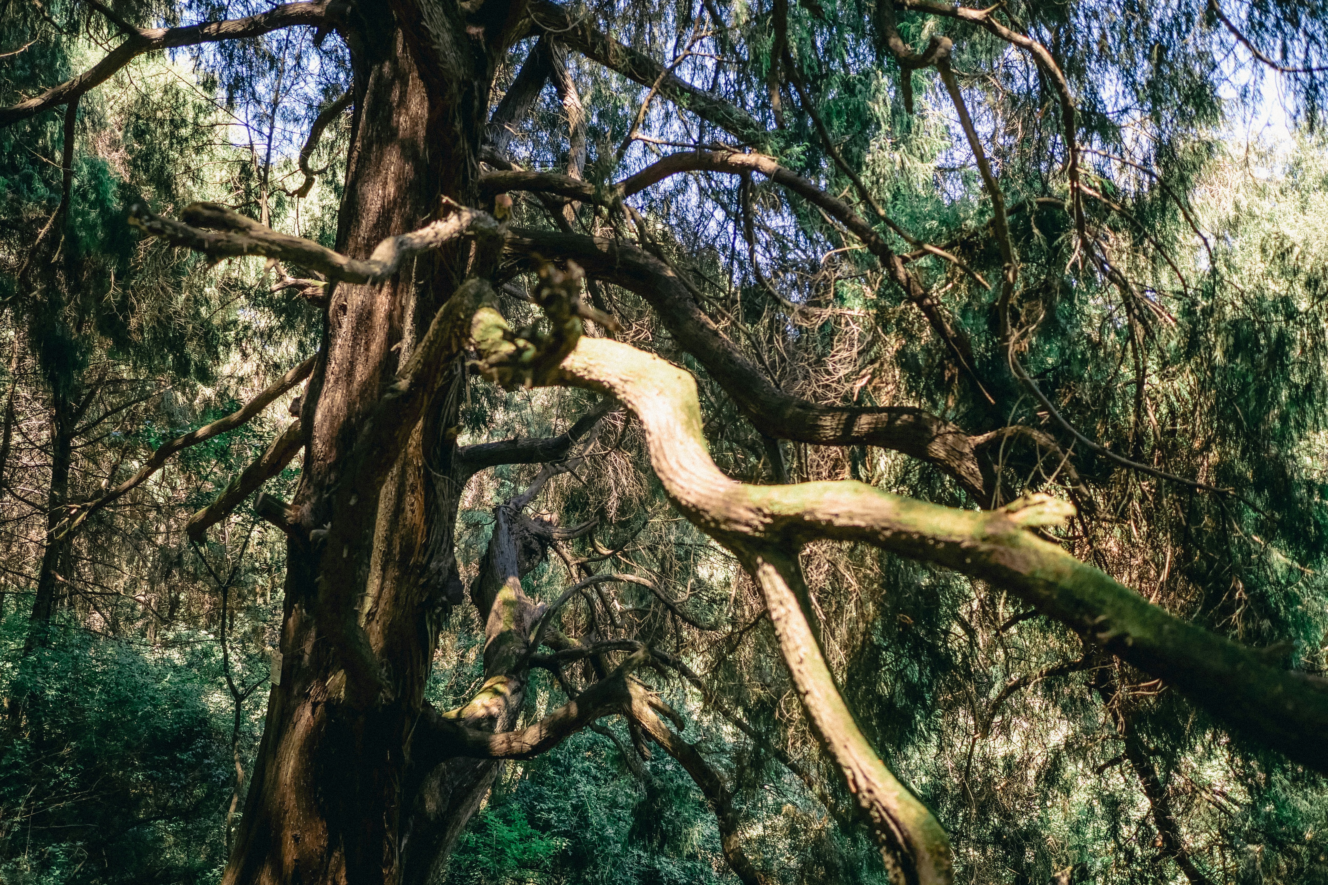 Ancient Branches Weaving a Tunnel of Light