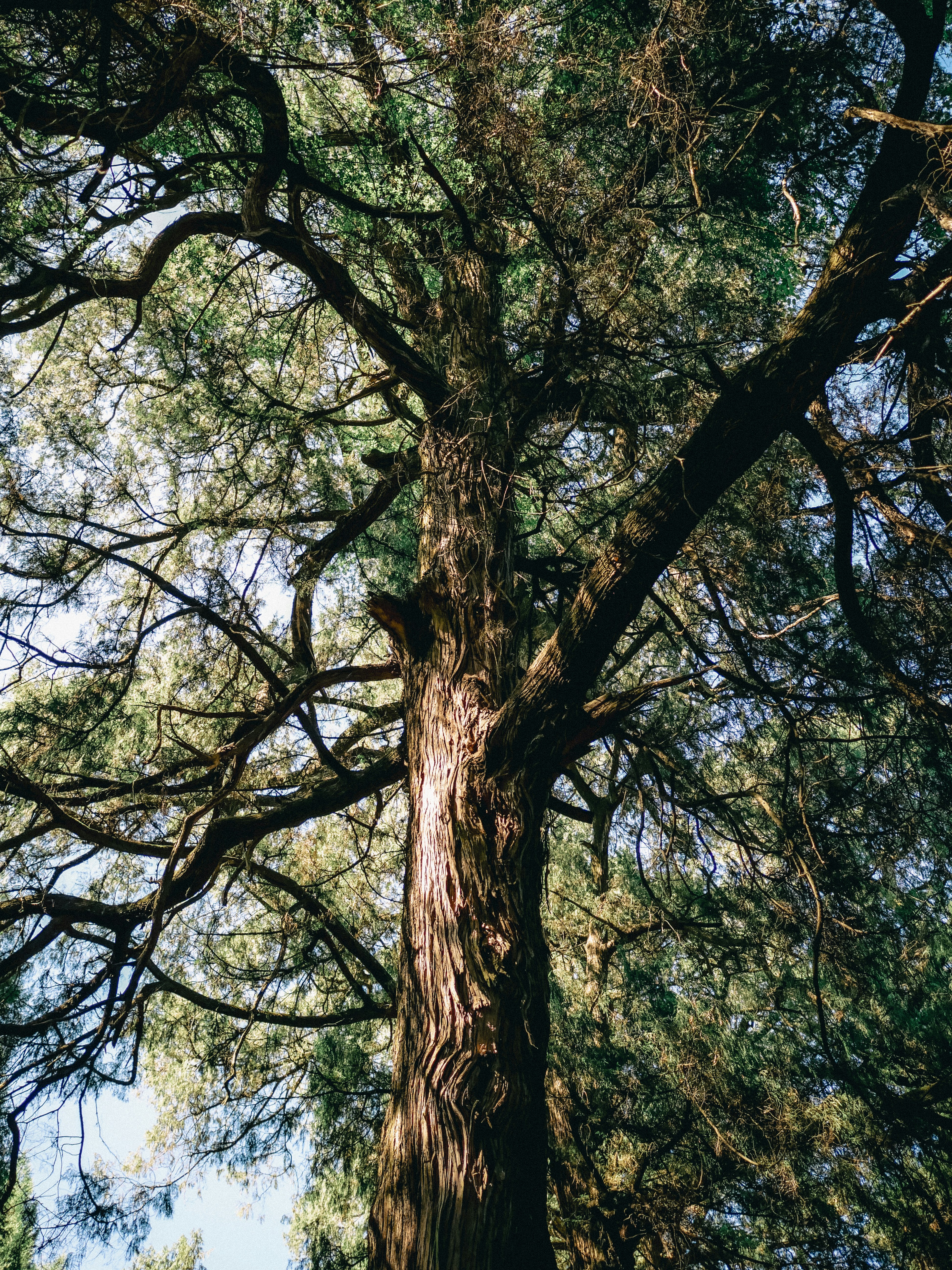 Ancient Redwood Reach: A Tree's Textured Trunk Ascending into a Canopy