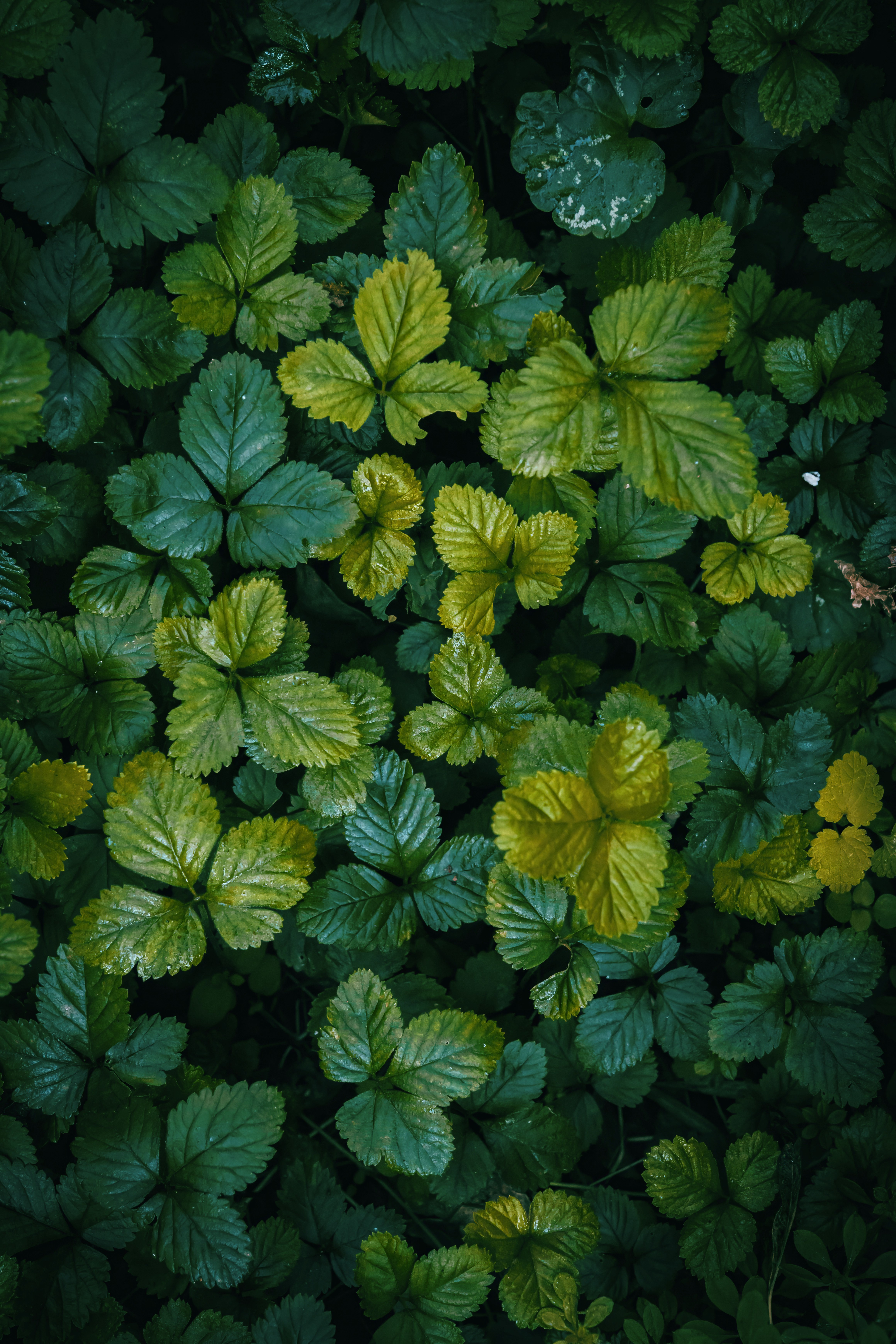 Emerald Layers: Close‑up of Variegated Strawberry Ice Plant Leaves