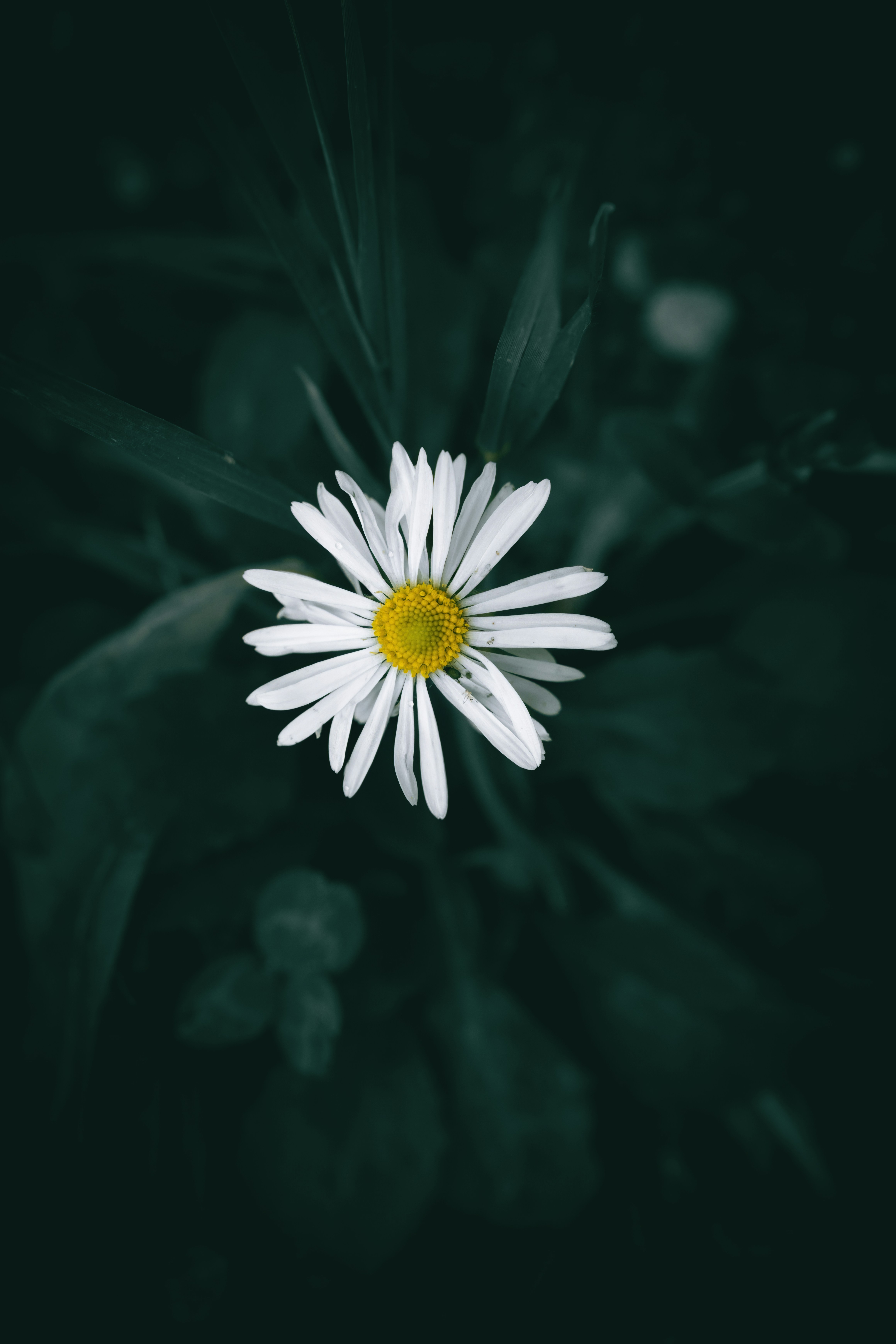 White Daisy in Dark Green Quiet
