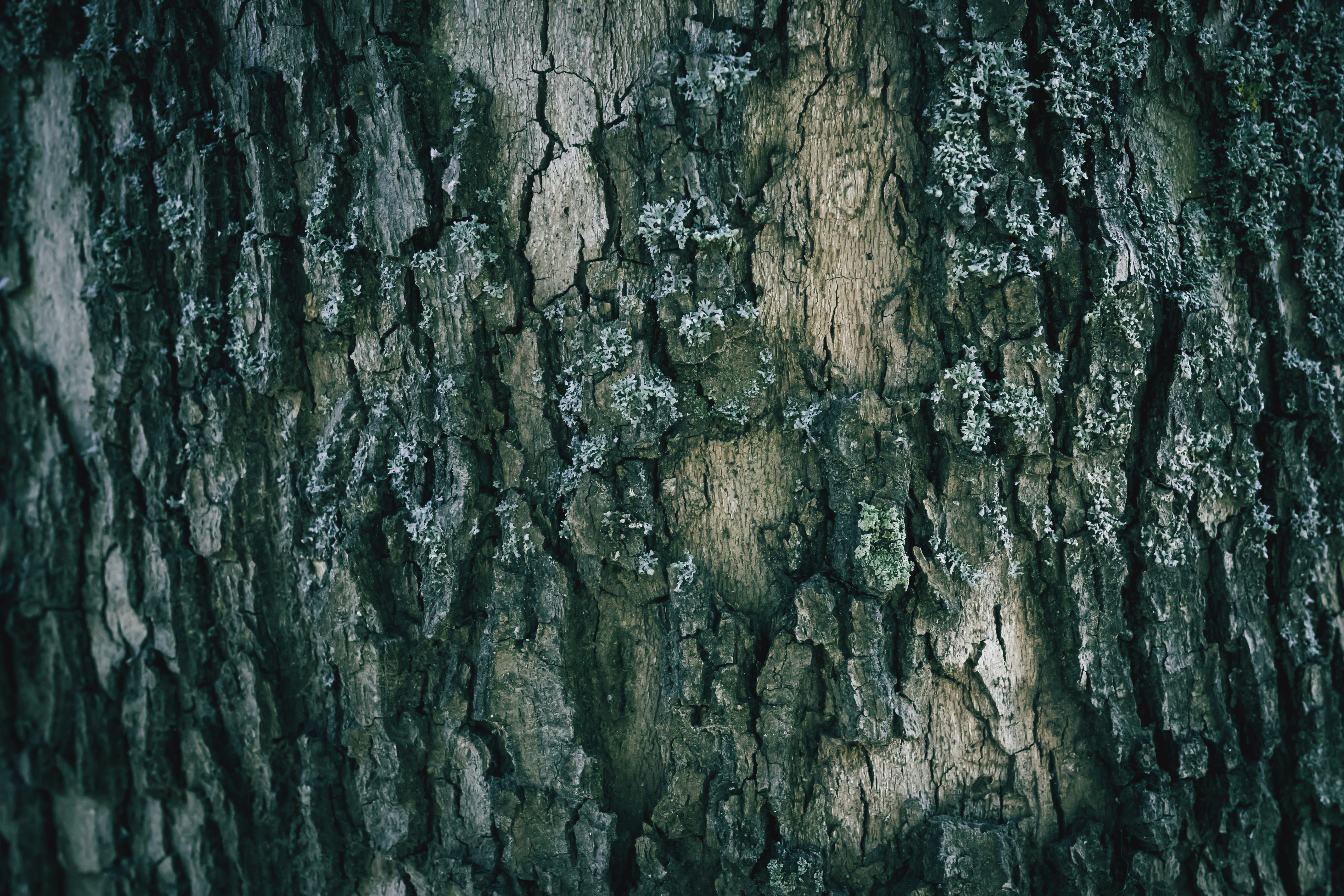 Bark Patterns: A Close Encounter with Weathered Texture