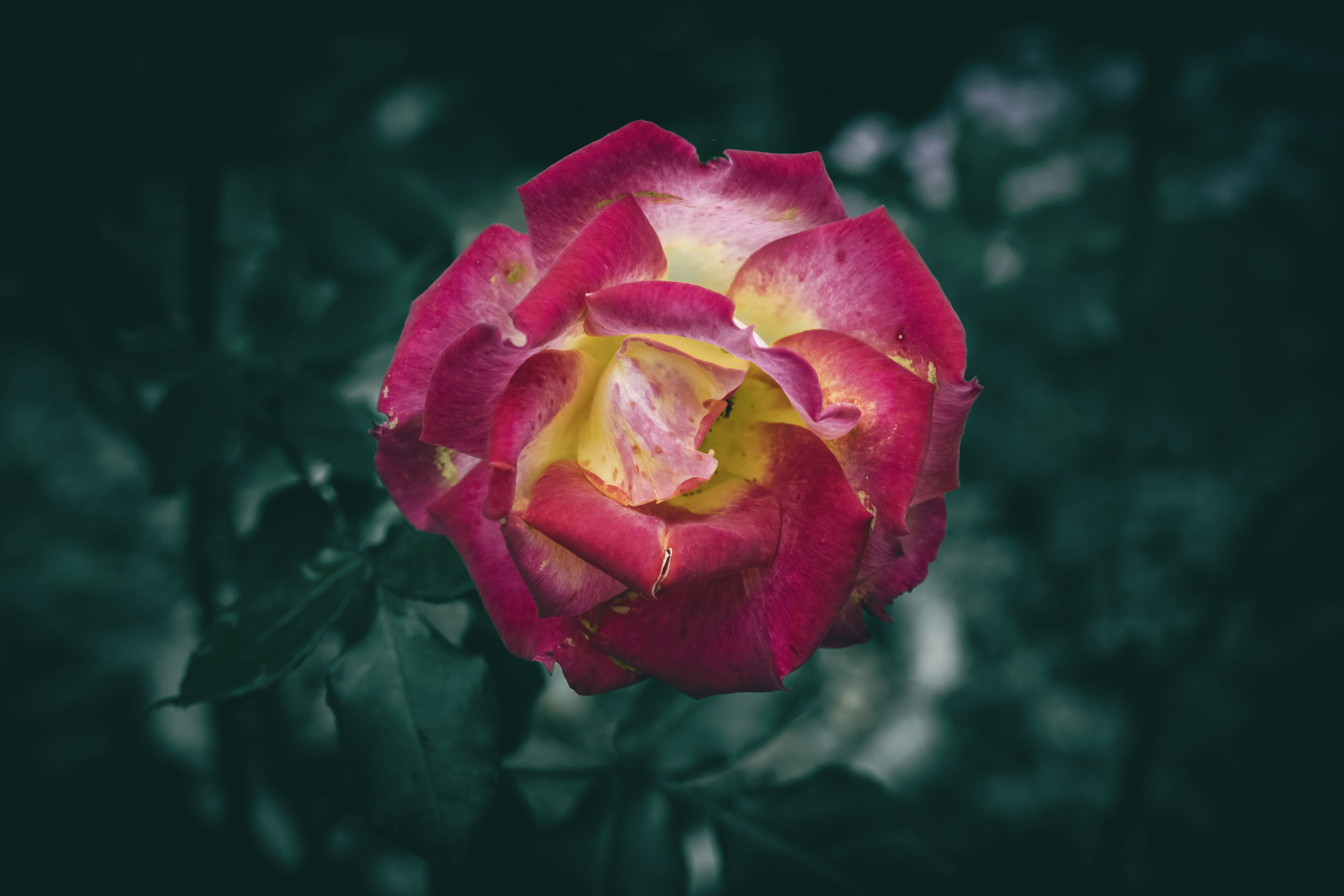 Rose in Focus: A Close-up Portrait of Color and Texture
