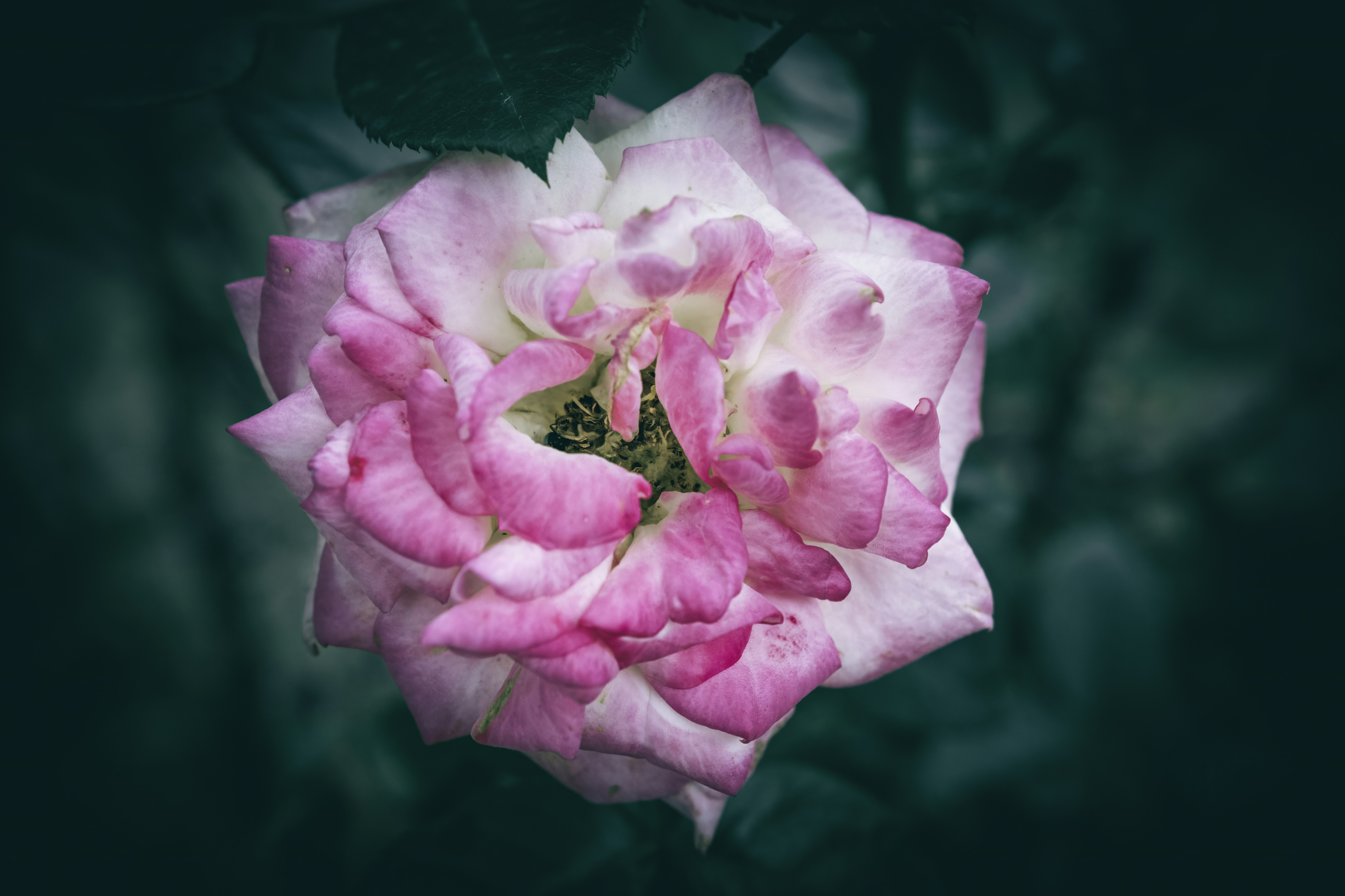 Center Stage Pink Rose: Quiet Luminosity in Depths of Green