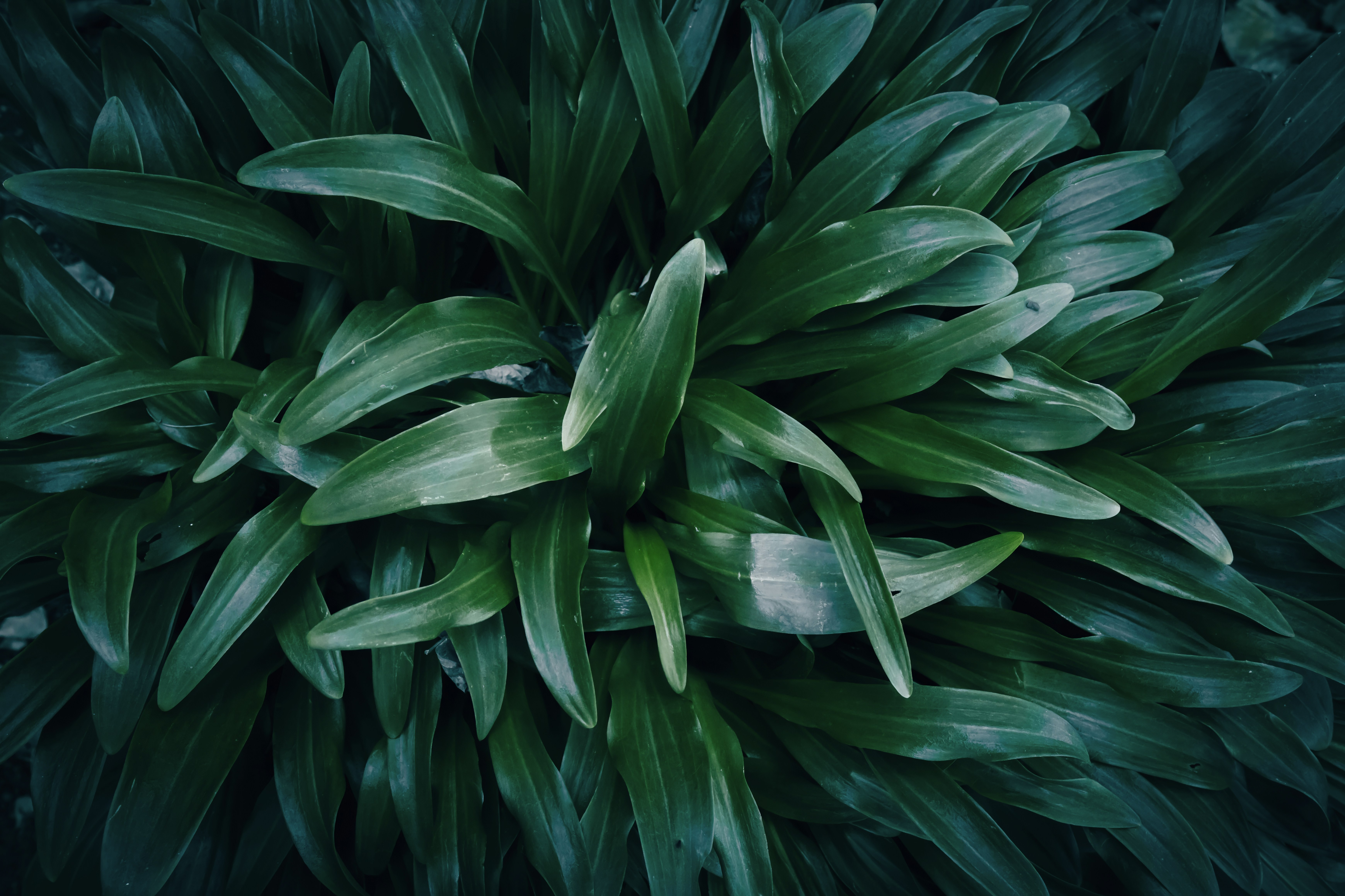 Emerald Rosette: A Dense Burst of Green Leaves