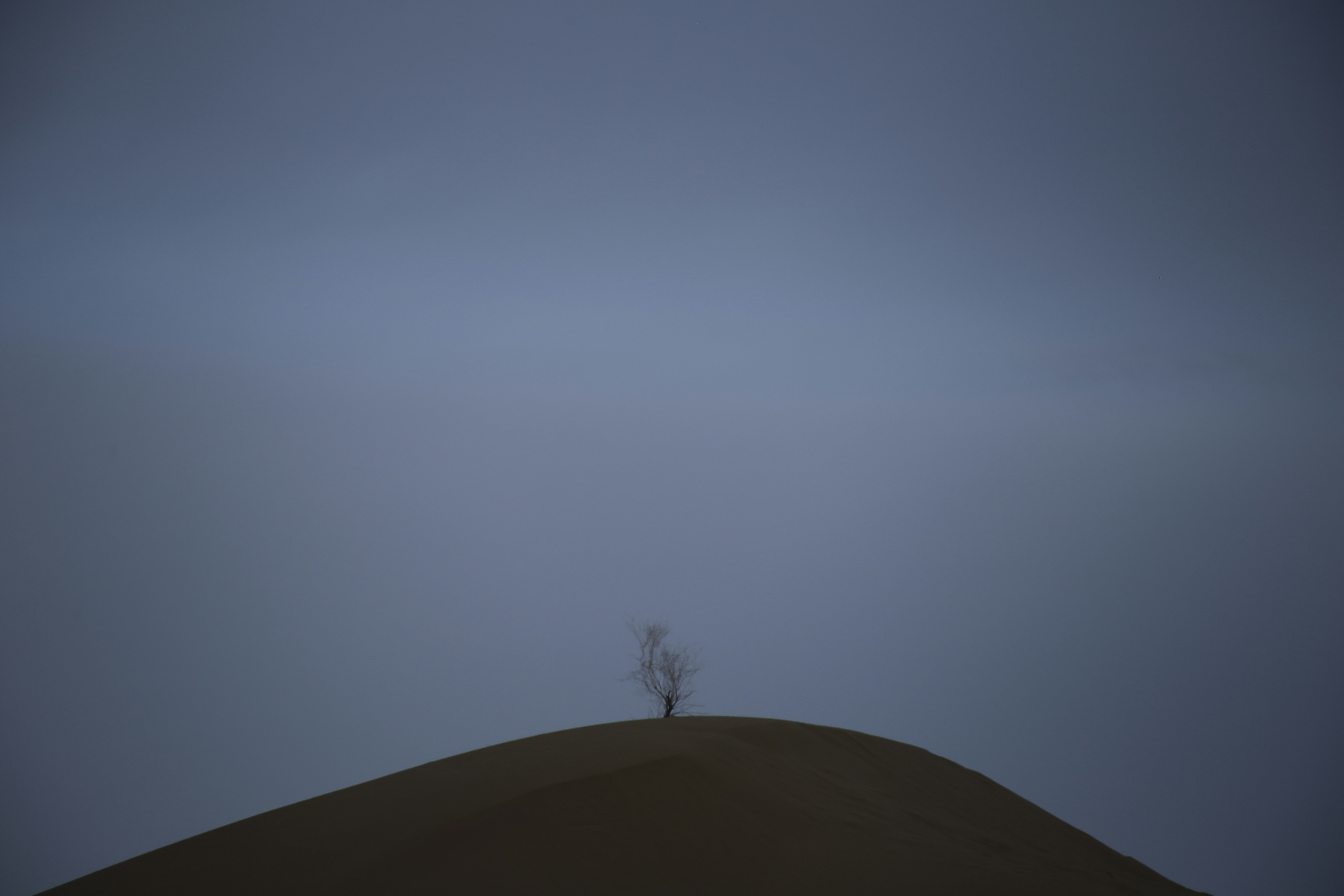 solitary tree on a crescent dune at blue hour