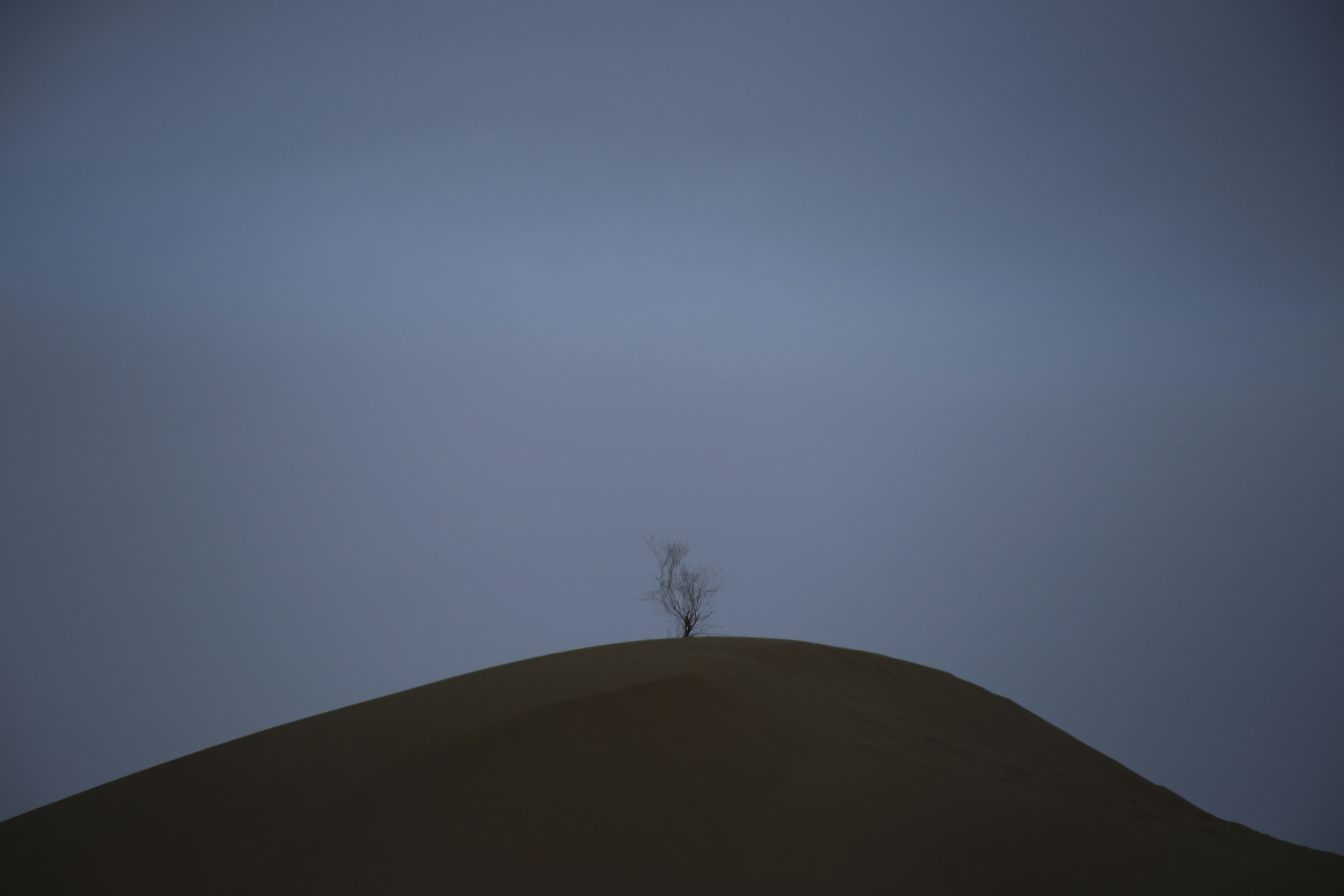  lone tree on a dune at dusk