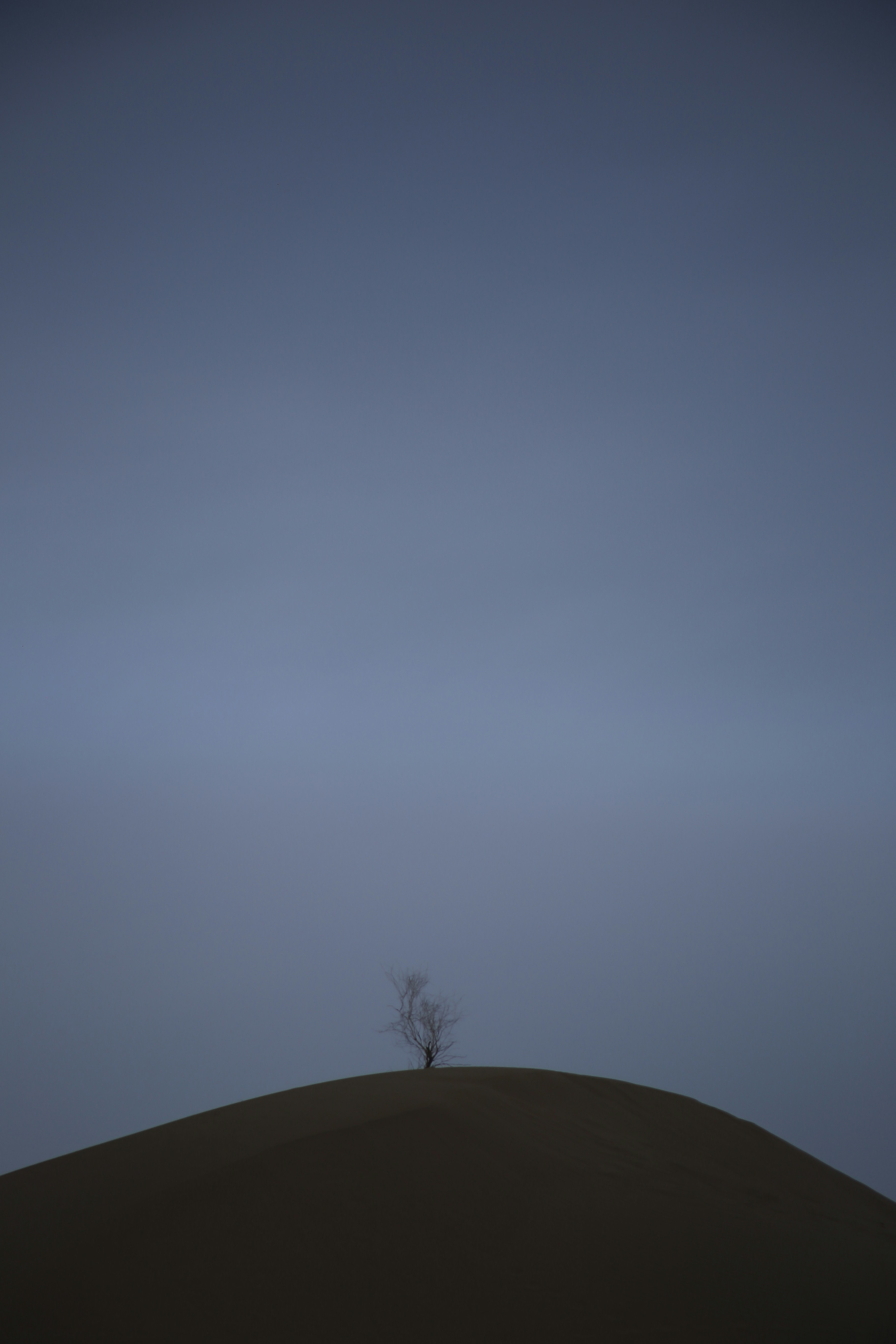 A moody, low-exposure minimalist landscape capturing a single bare tree silhouetted against a vast, deep blue evening sky. The gentle curves of the dark sand dune grounding the image create a striking contrast, emphasizing a deep sense of stillness and isolation.