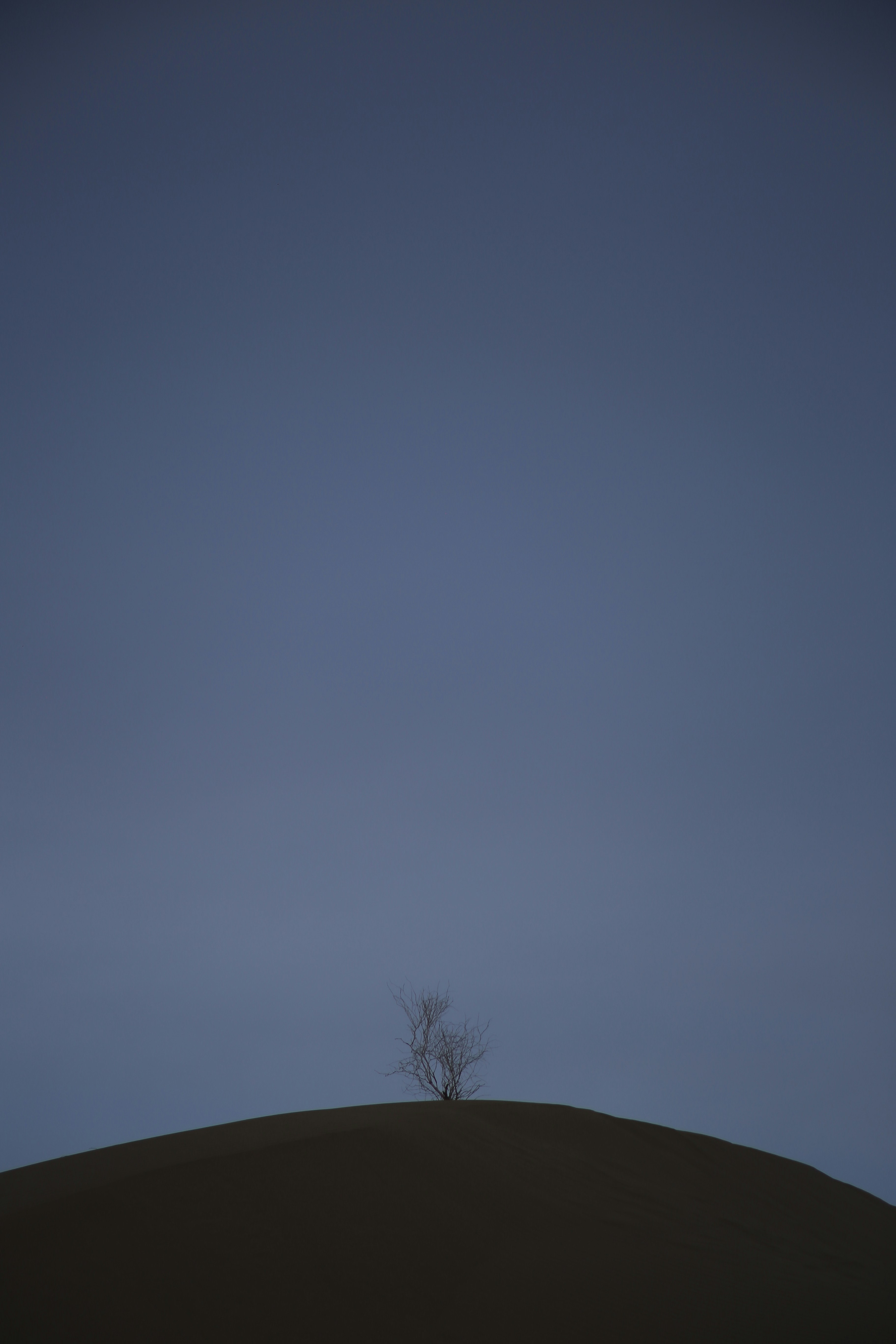 Solitary Tree on a Quiet Dune