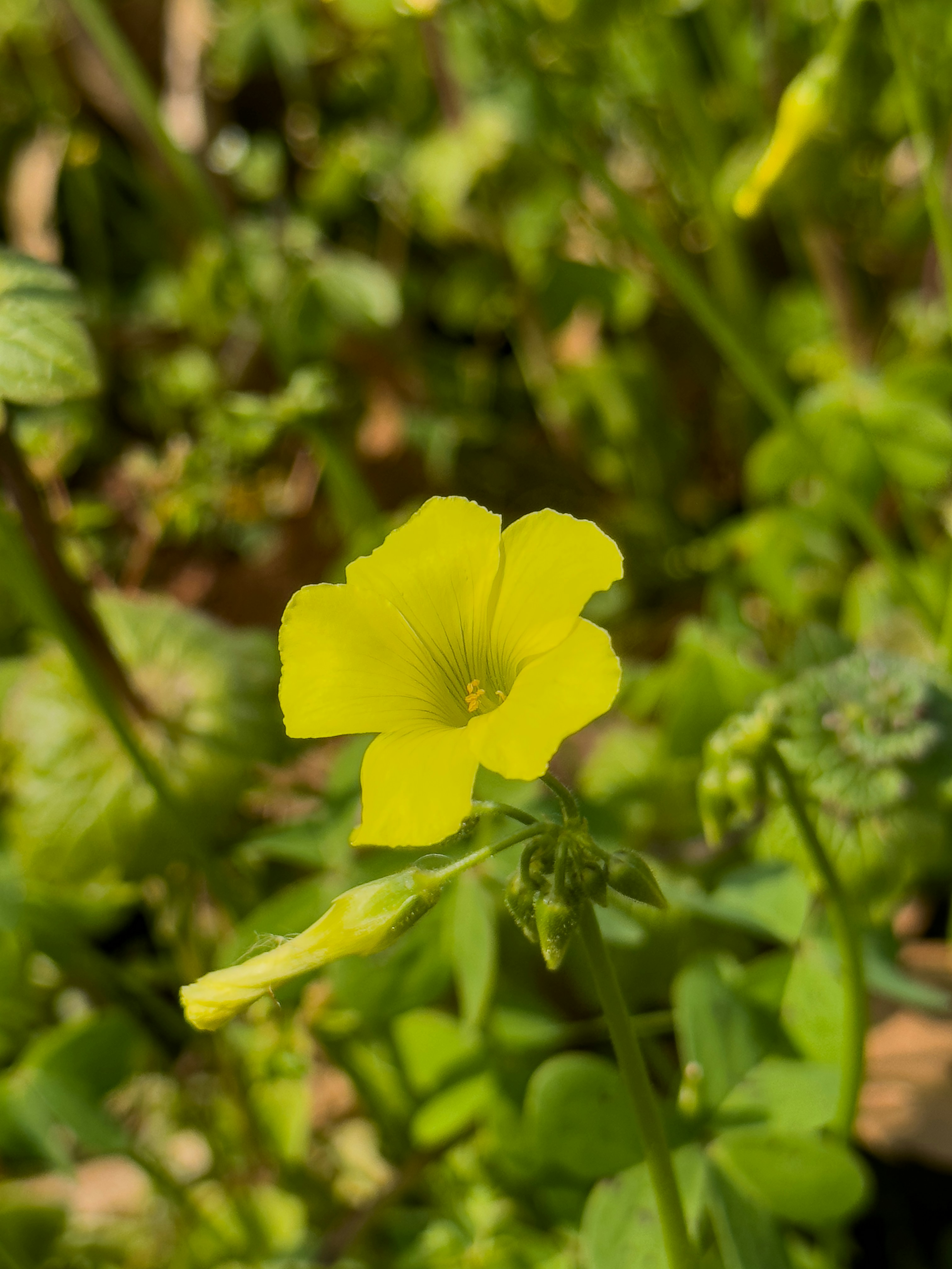 Yellow morn flower in soft-focus greenery