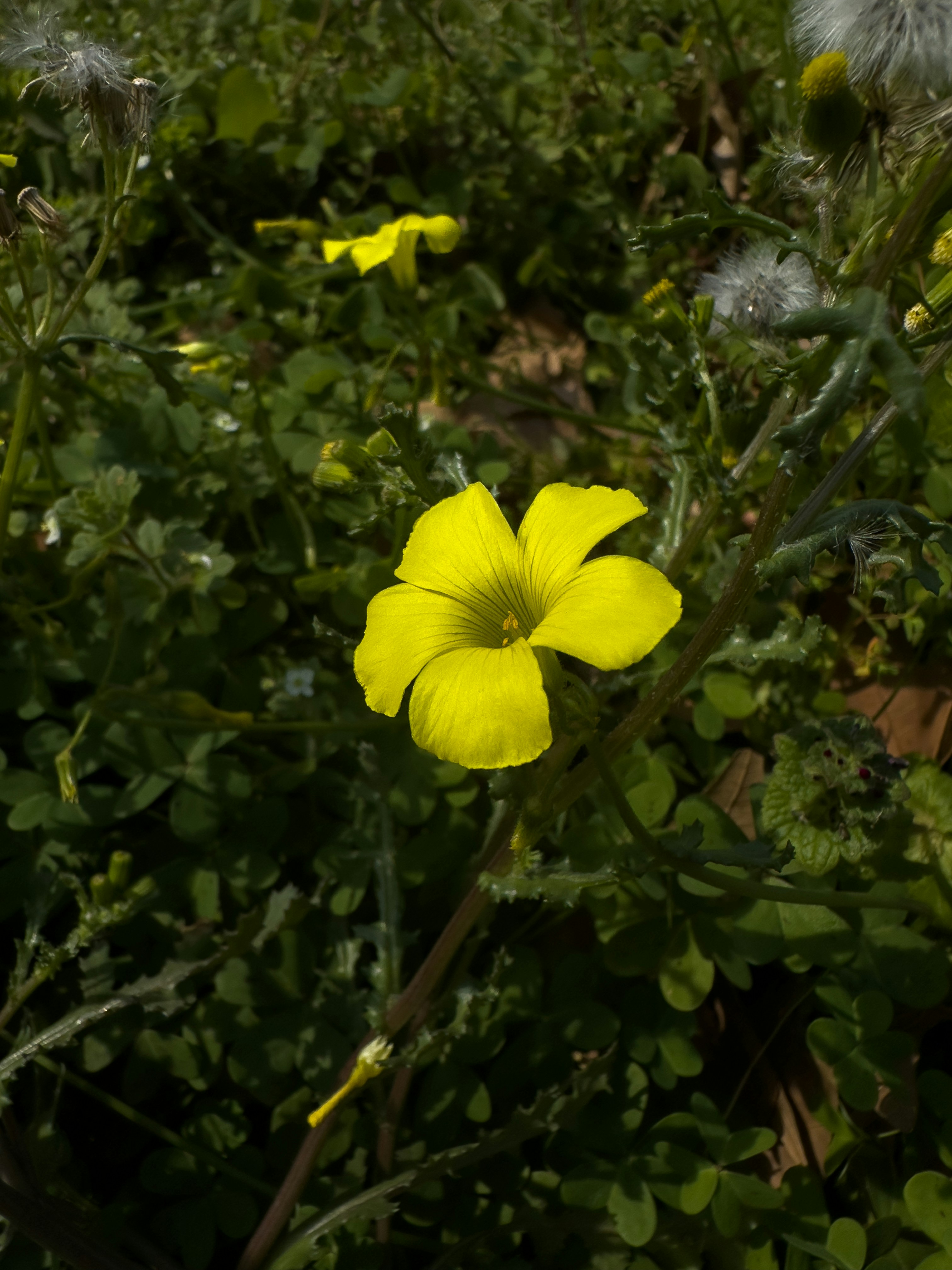 Sunlit Yellow Blossom Anchored in a Sea of Green