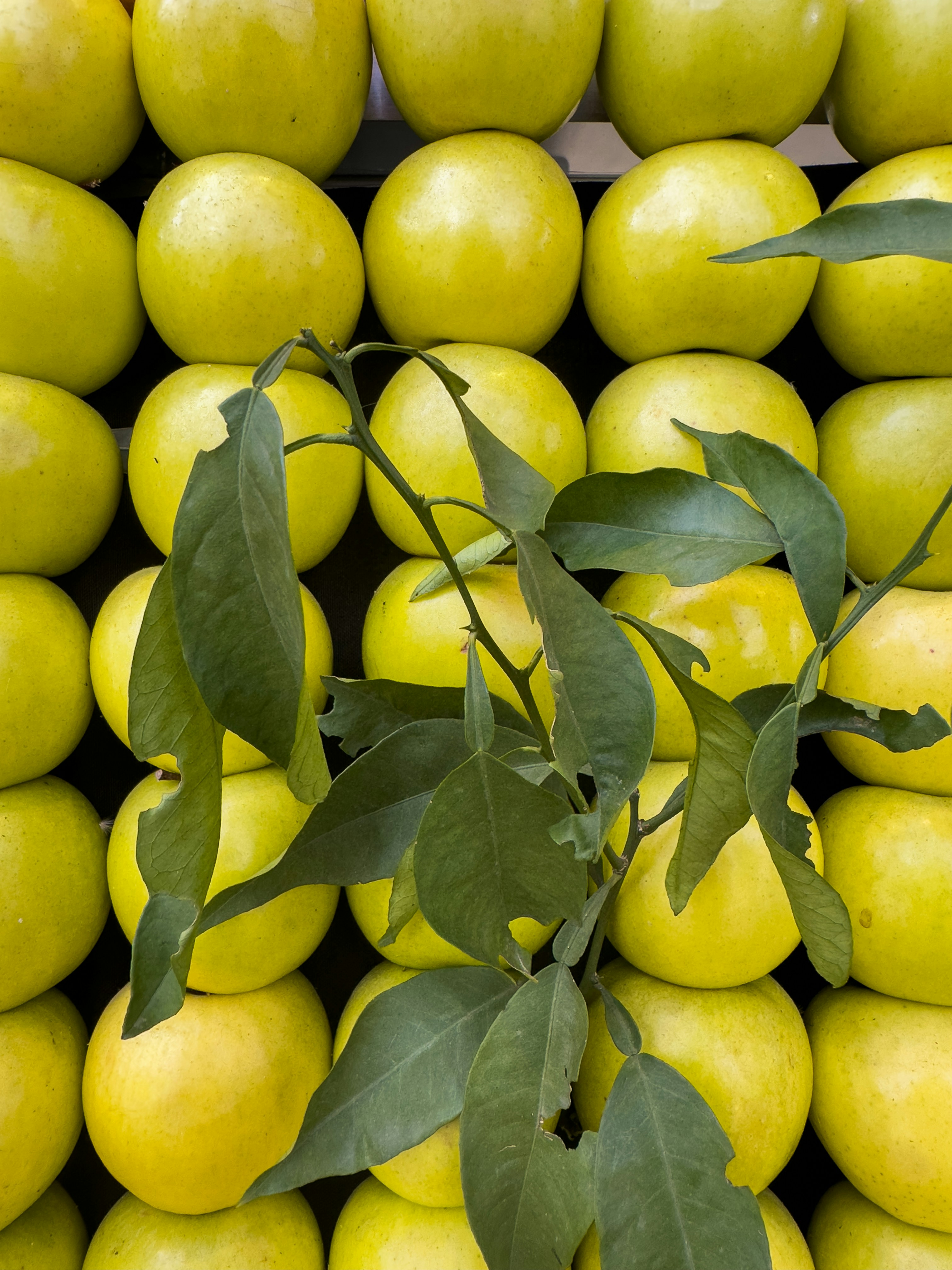 Branch of Leaves Crossing a Row of Golden Apples