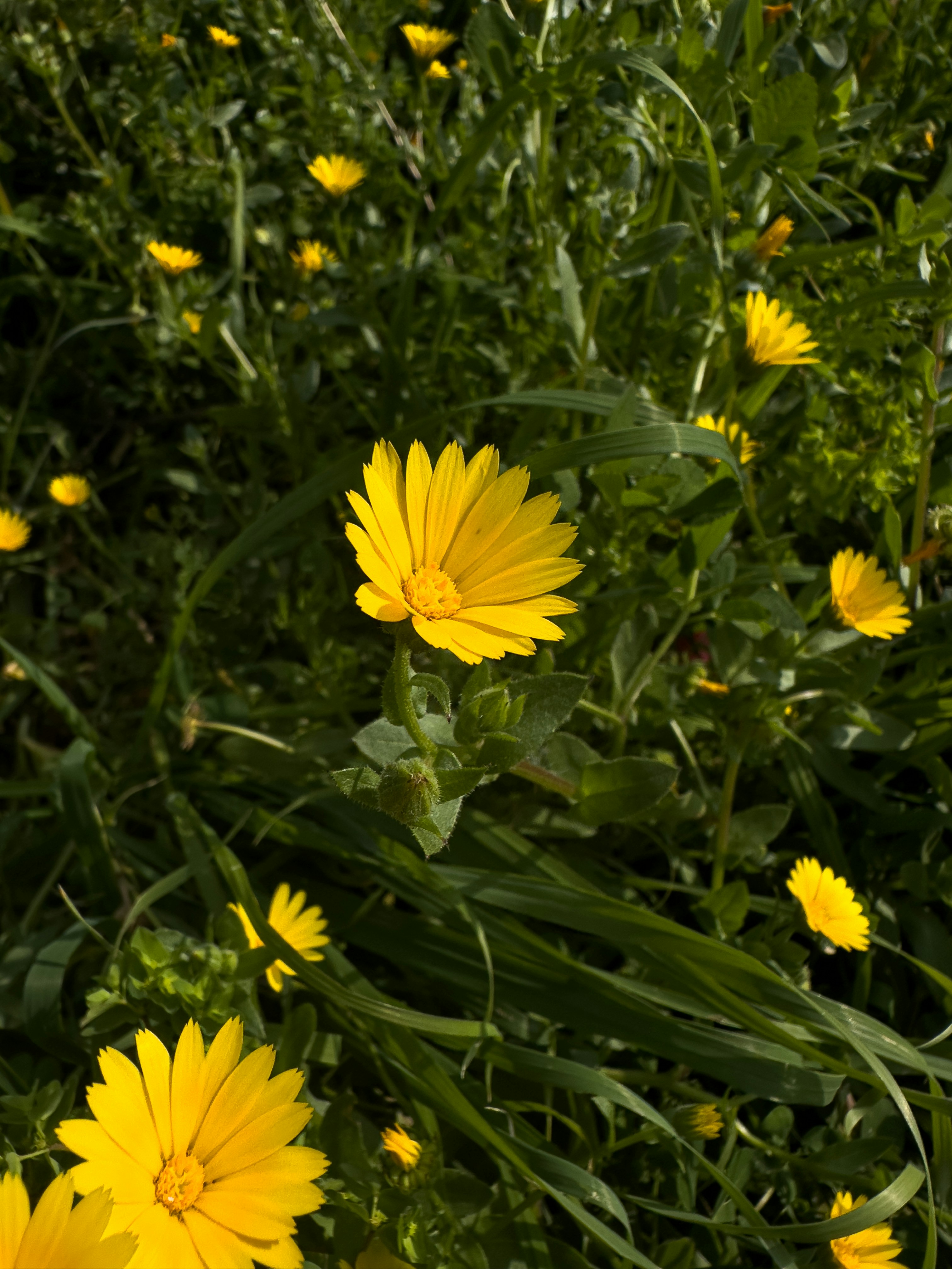 Sunlit Asteraceae: A Field of Golden Discs