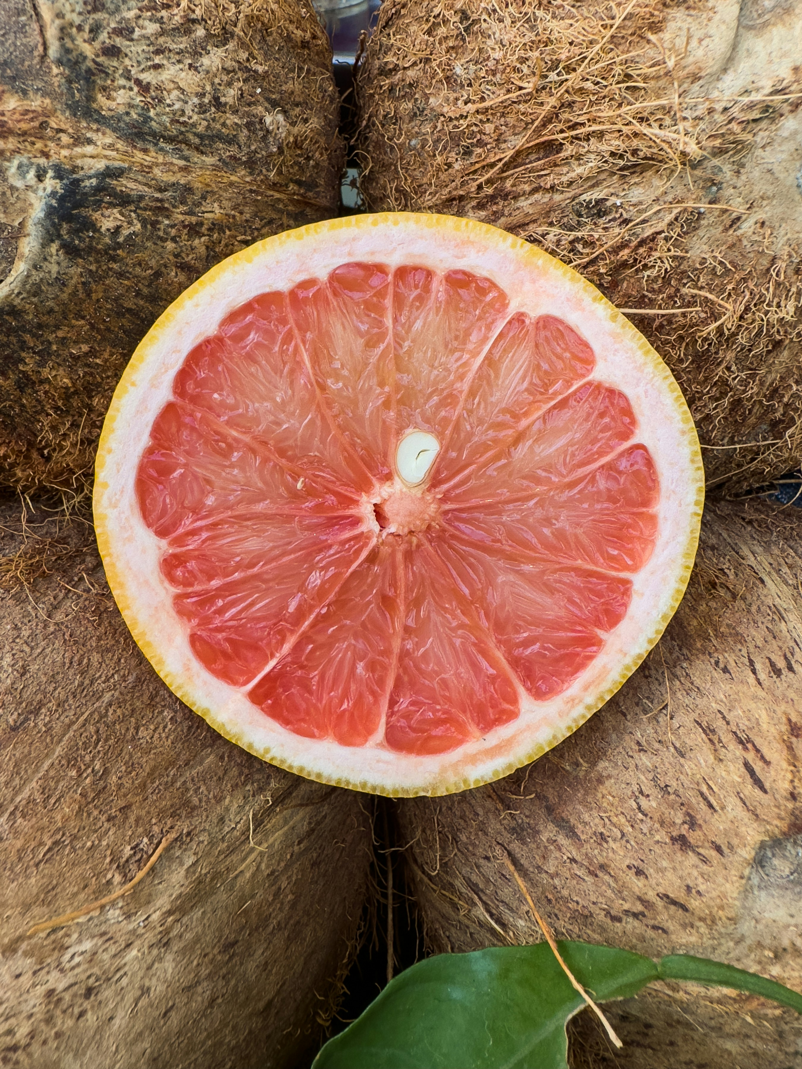 Citrus Core: Cross-Section Nestled Between Rough Hides