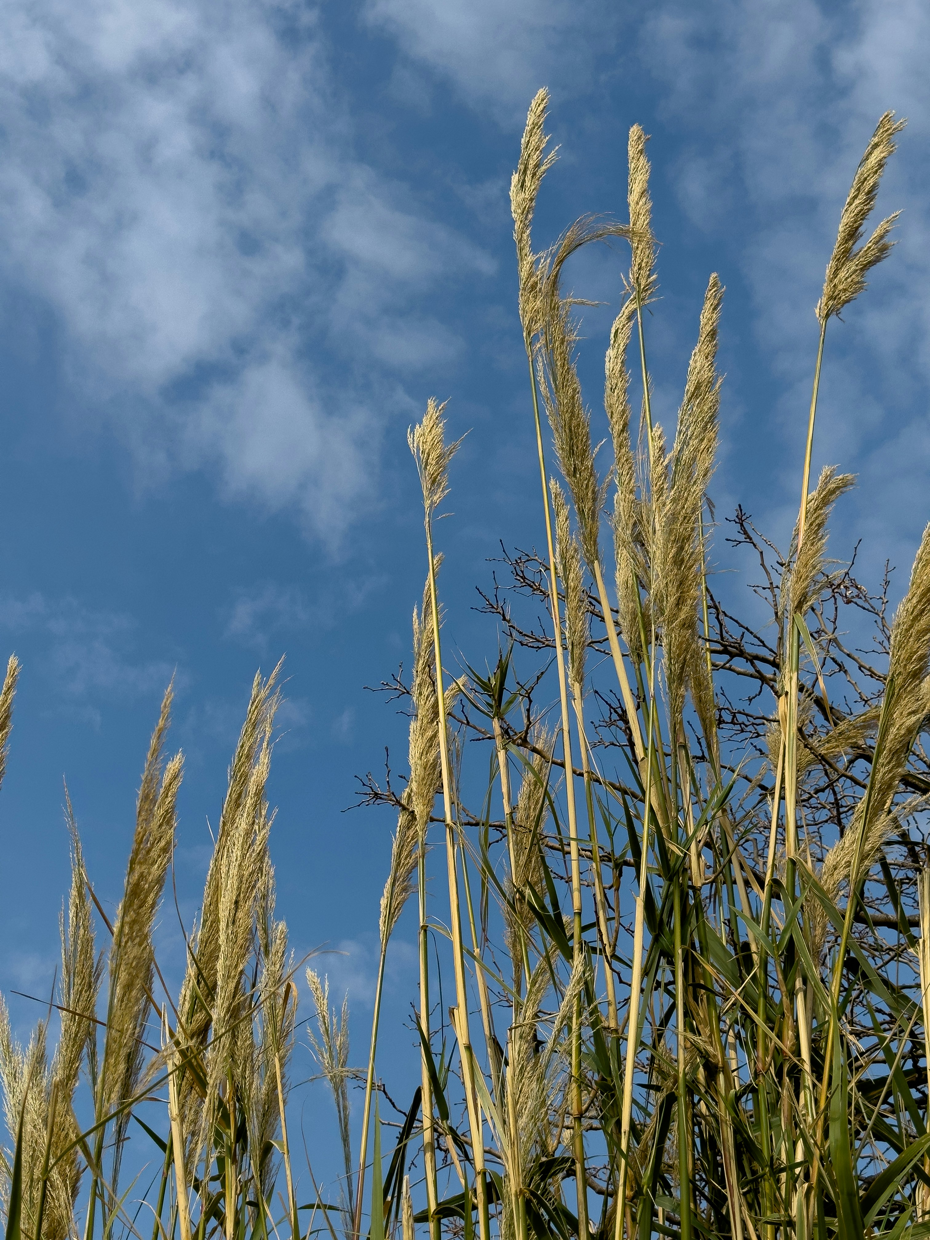 Golden Reeds Against a Clear Blue Sky
