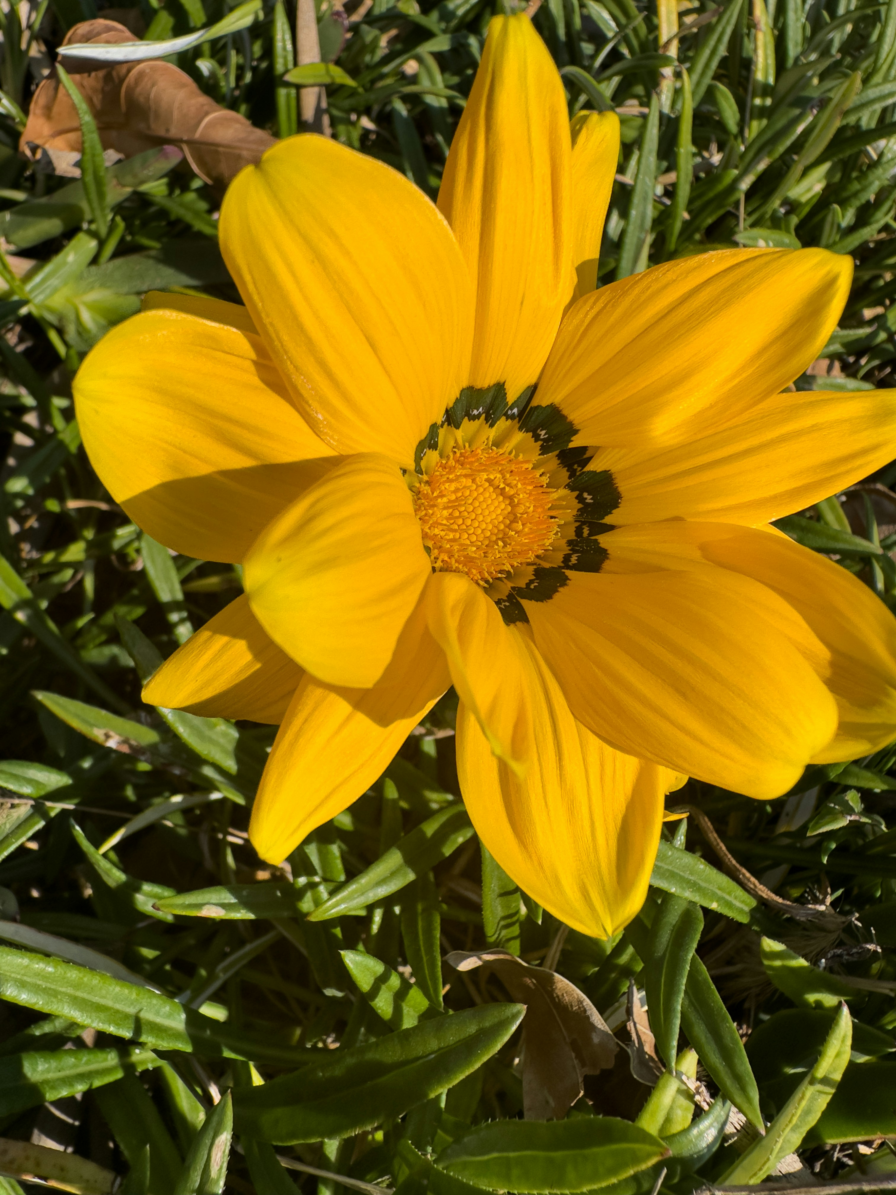 Sunburst Bloom: A Radiant Yellow Flower Halos Its Green Field