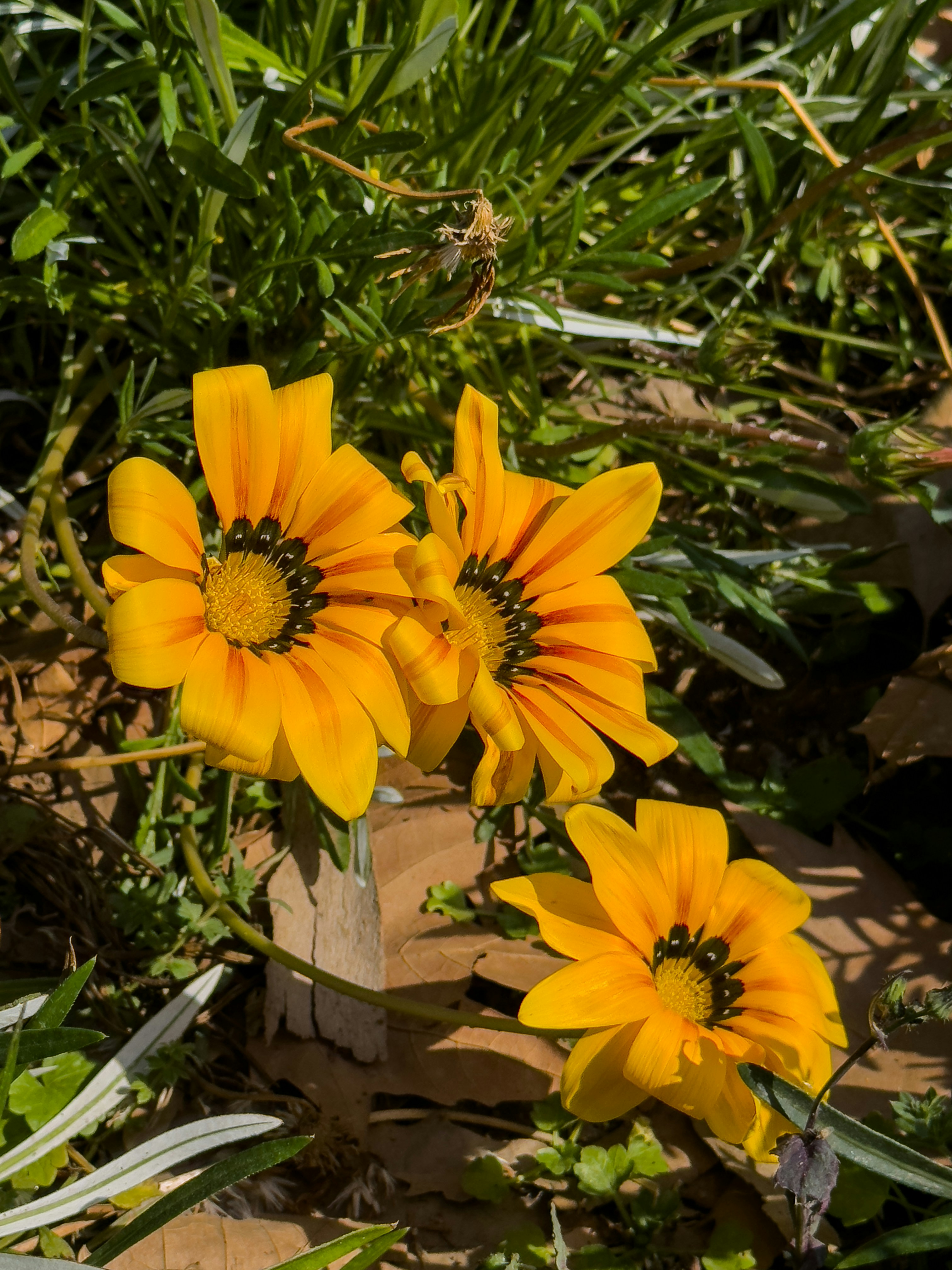 Sunlit Orange Blooms: A Trio of Gazania Faces in a Garden Bed