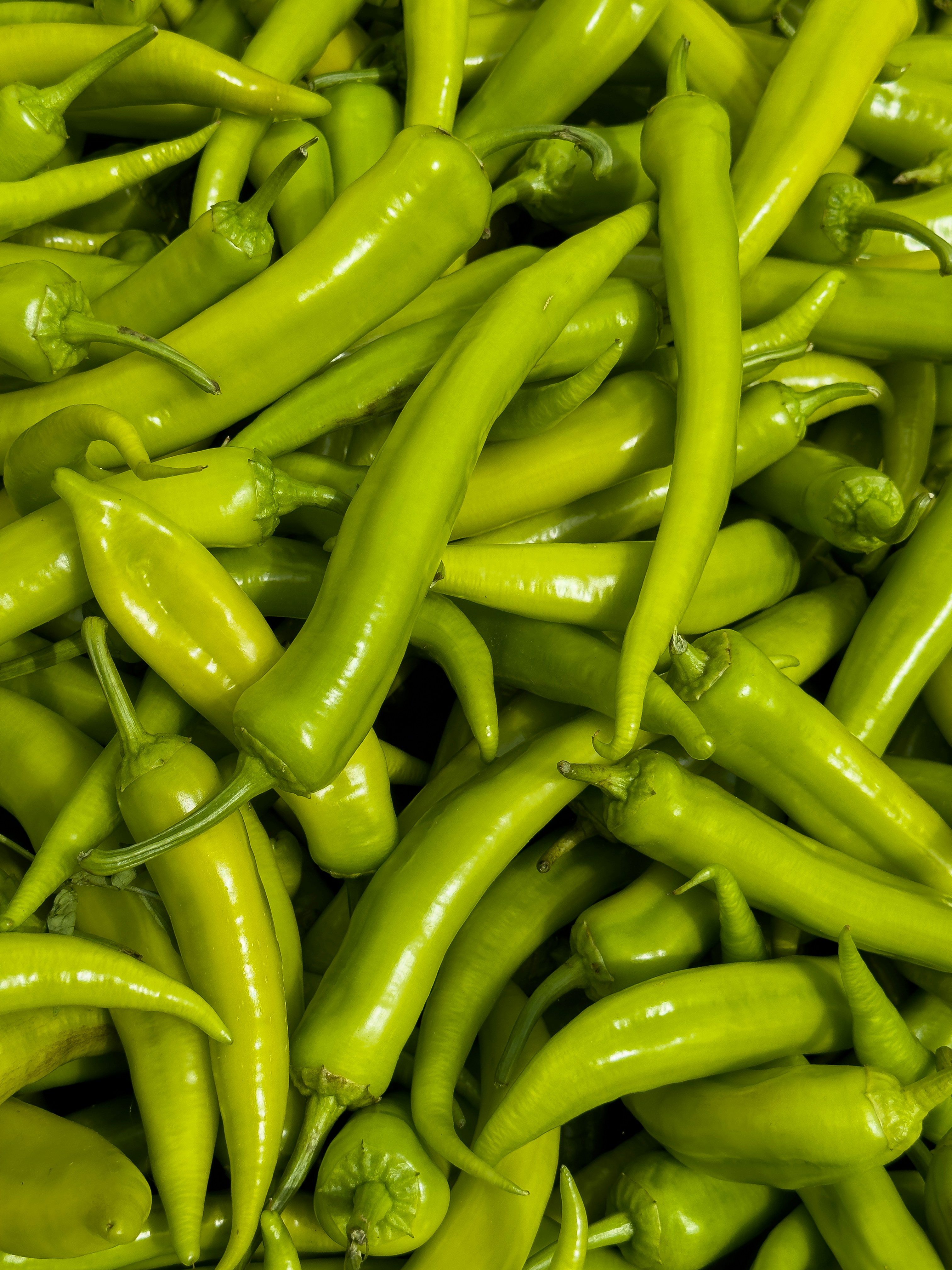 Verdant Harvest: A Dense Field of Chile Peppers