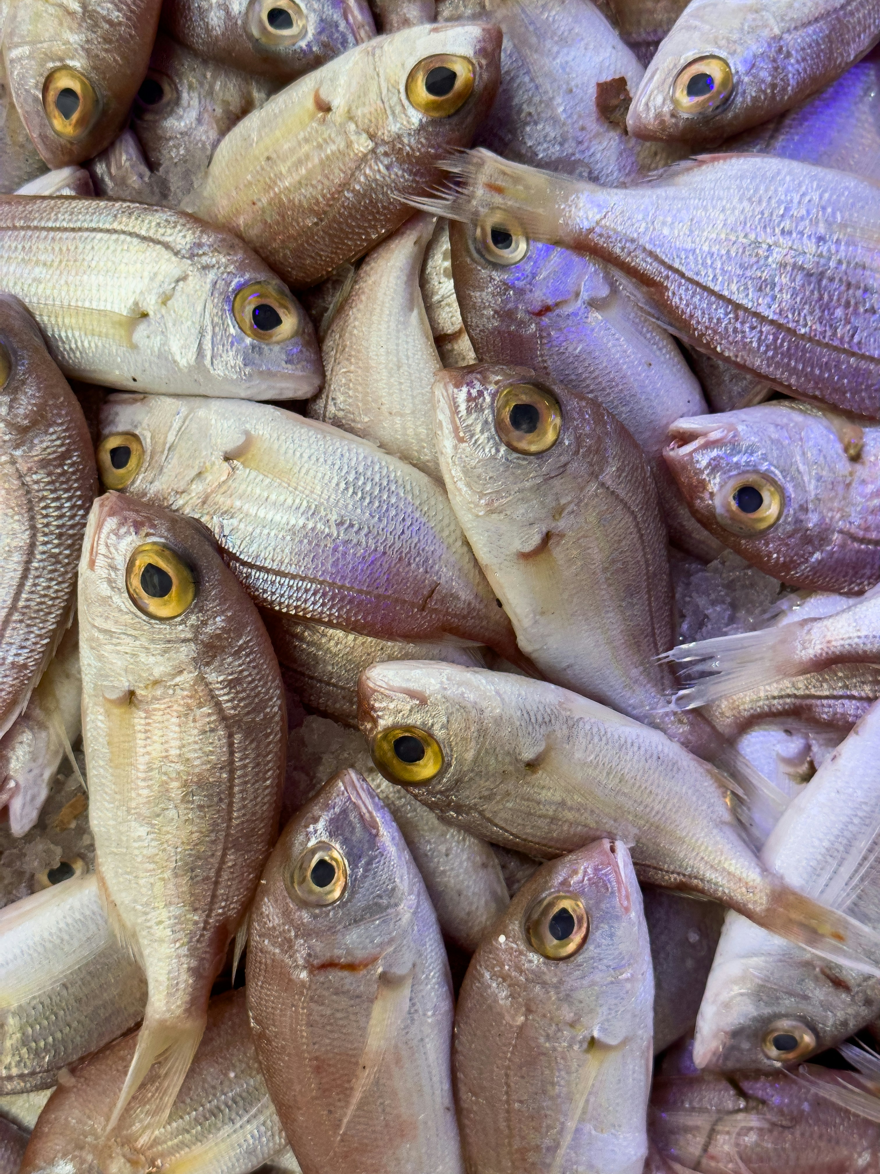 A Glimmer of Gills: Clusters of Freshly Pinned Fish