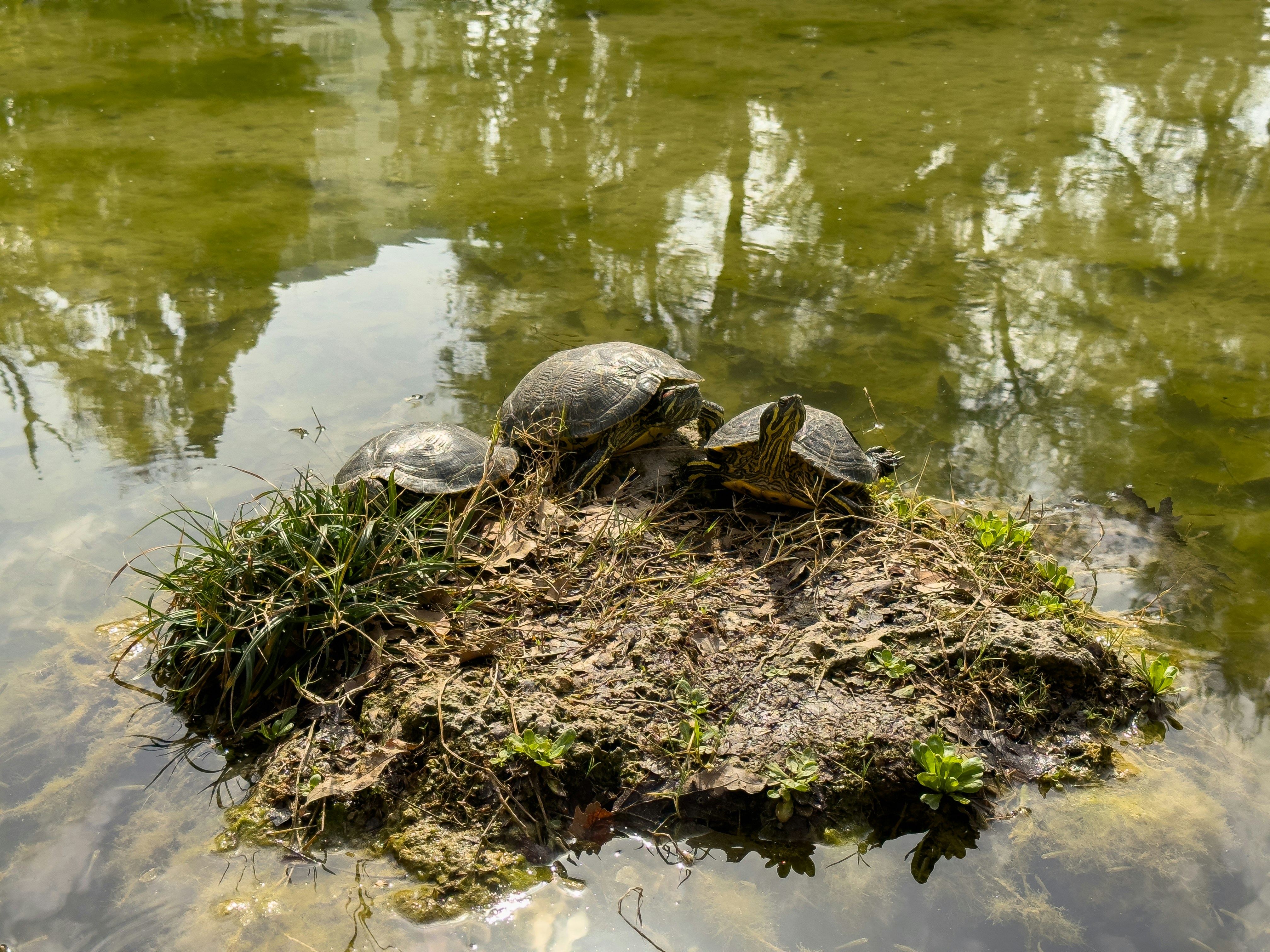 Turtle Refuge on a Muddy Island