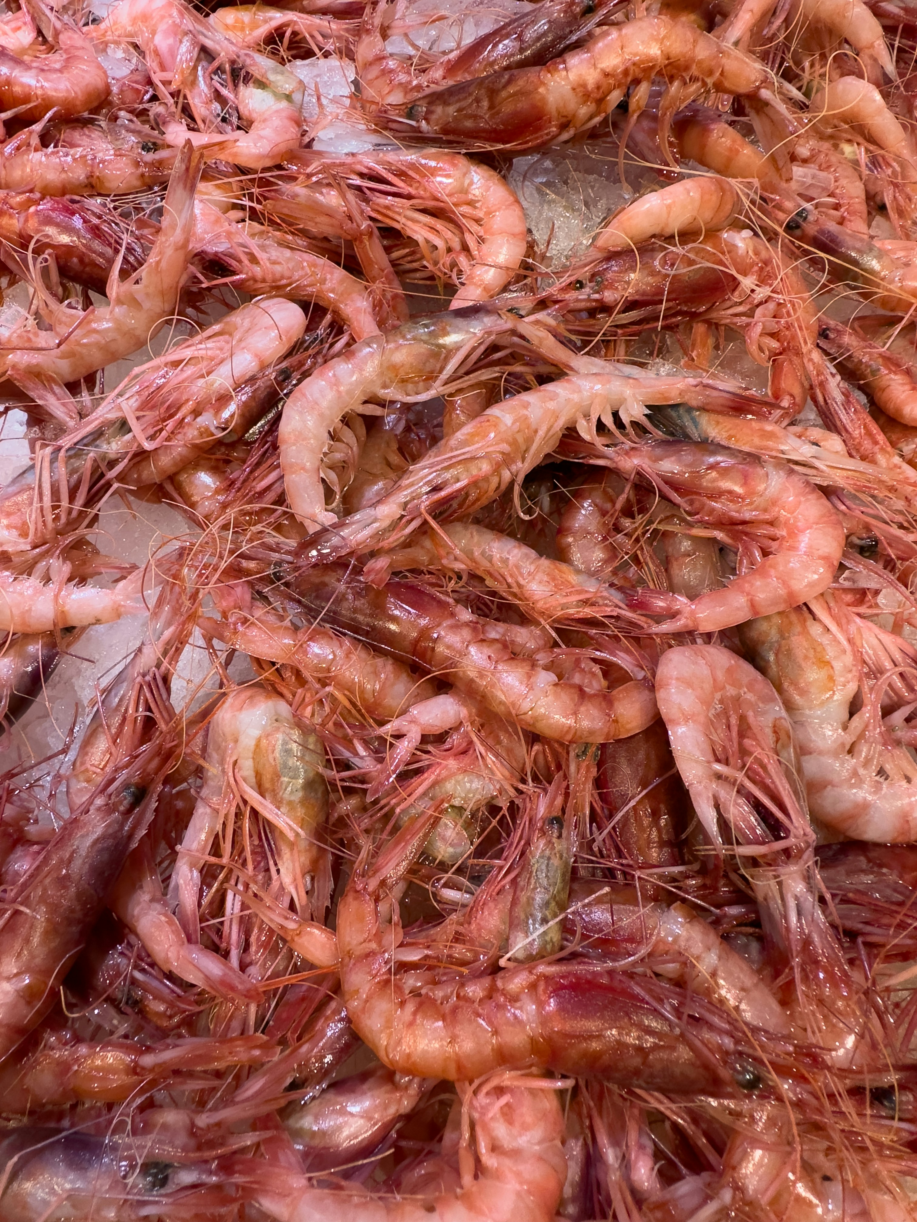 Glowing Pile of Pink Shrimp: A Close-Up of Sea Harvest