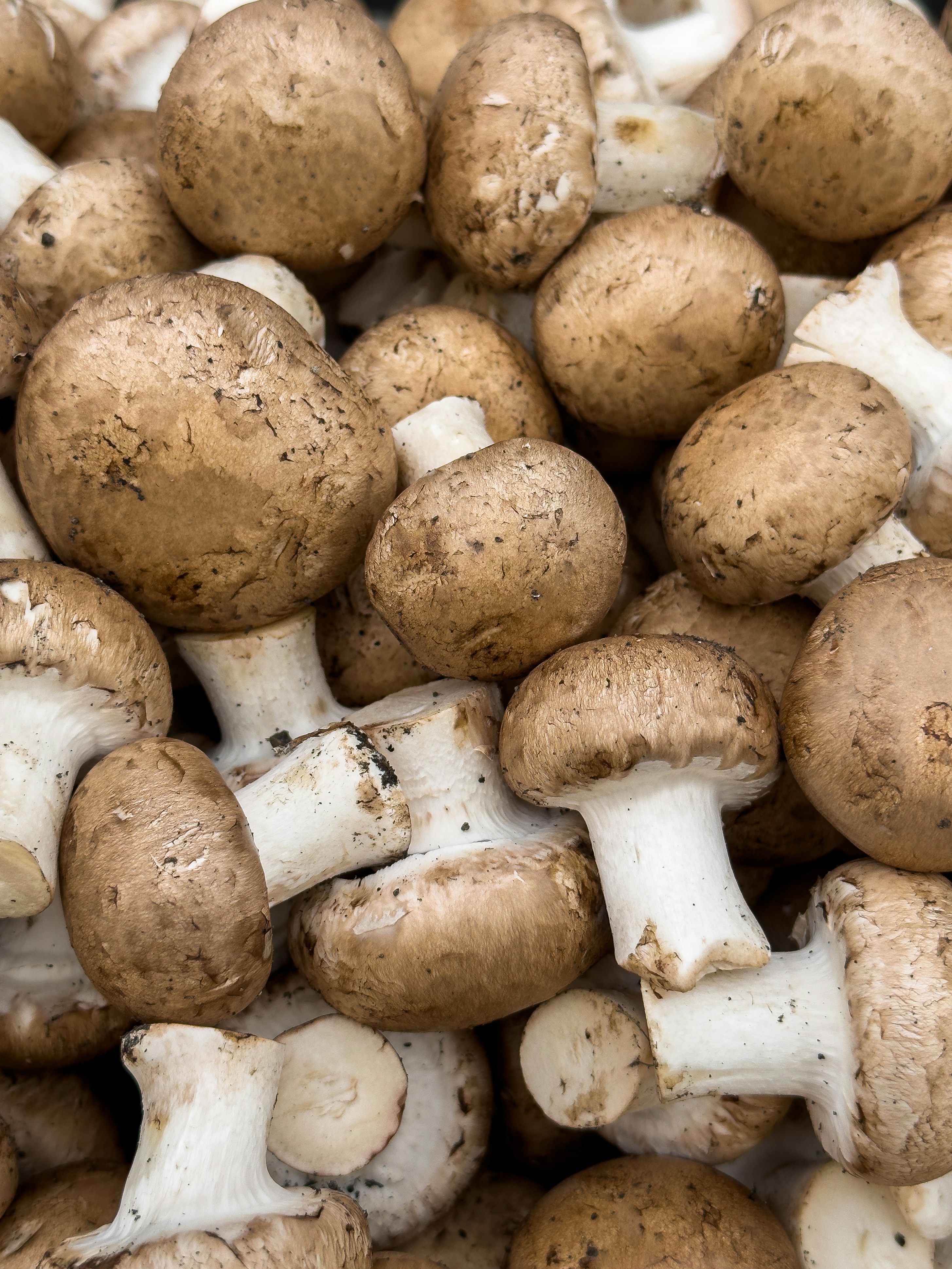 Bright cluster of brown-capped mushrooms with white stems filling the frame