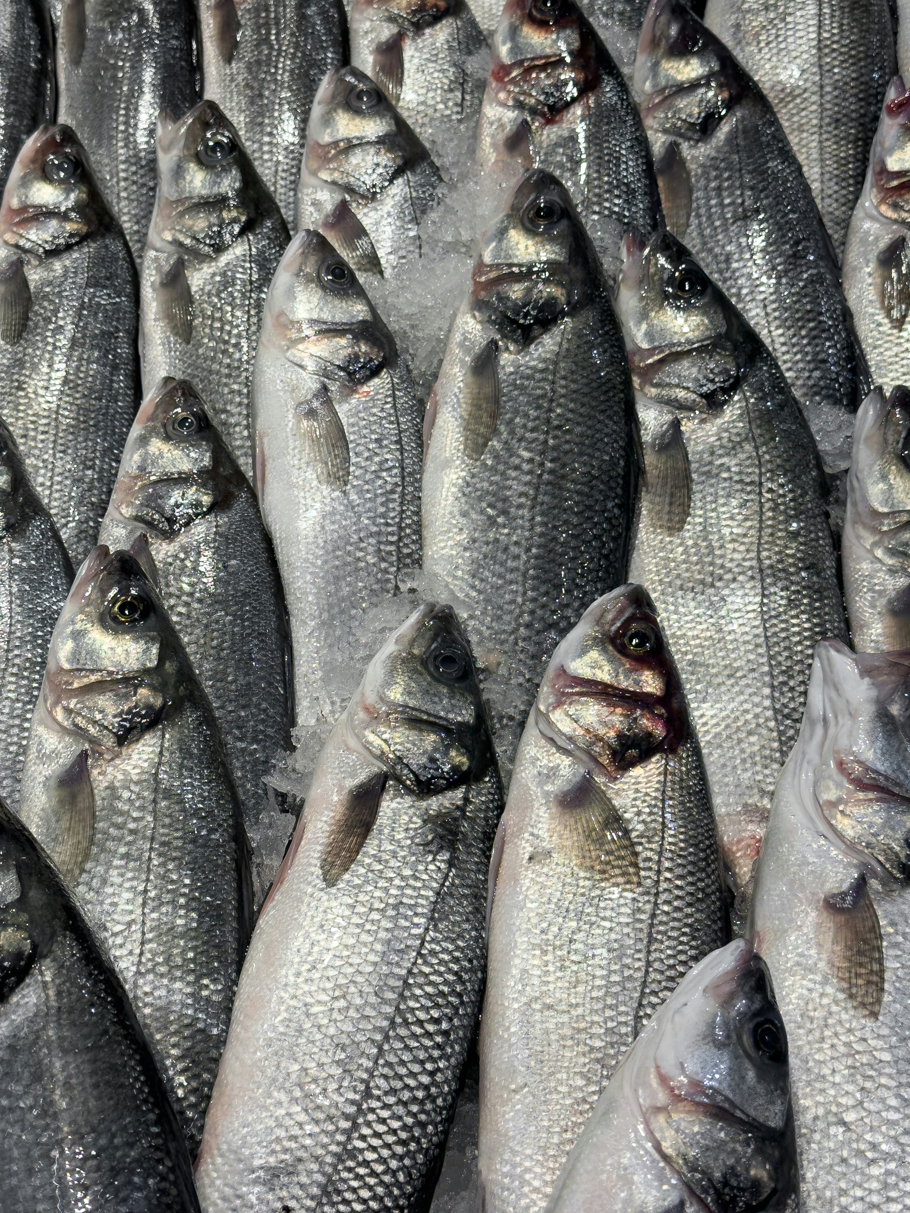 Rows of Gleaming Scales: A Close-Up of Freshly Arranged Sea Bass