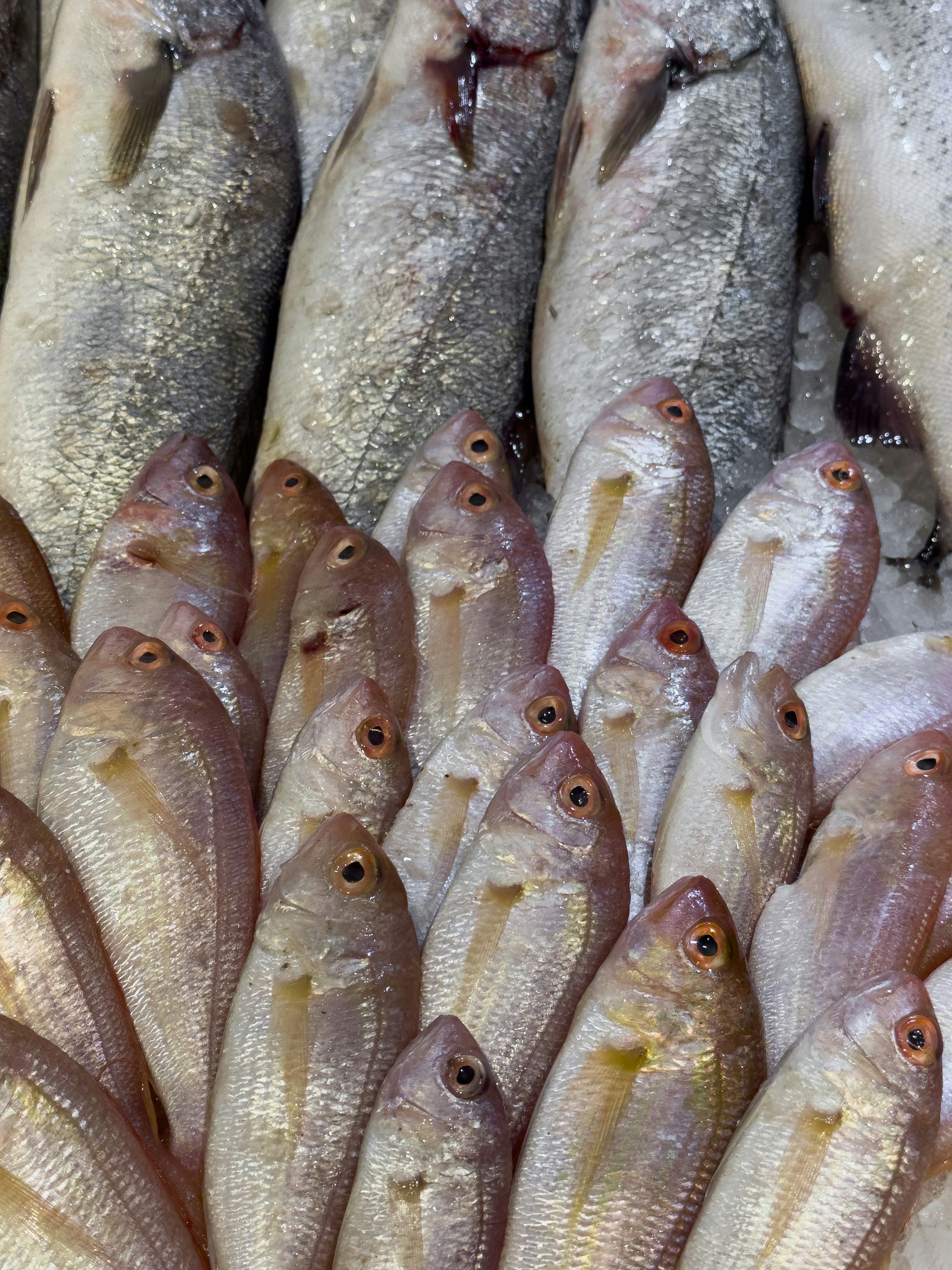 School of silver scales: a close-packed fillet of fish on ice