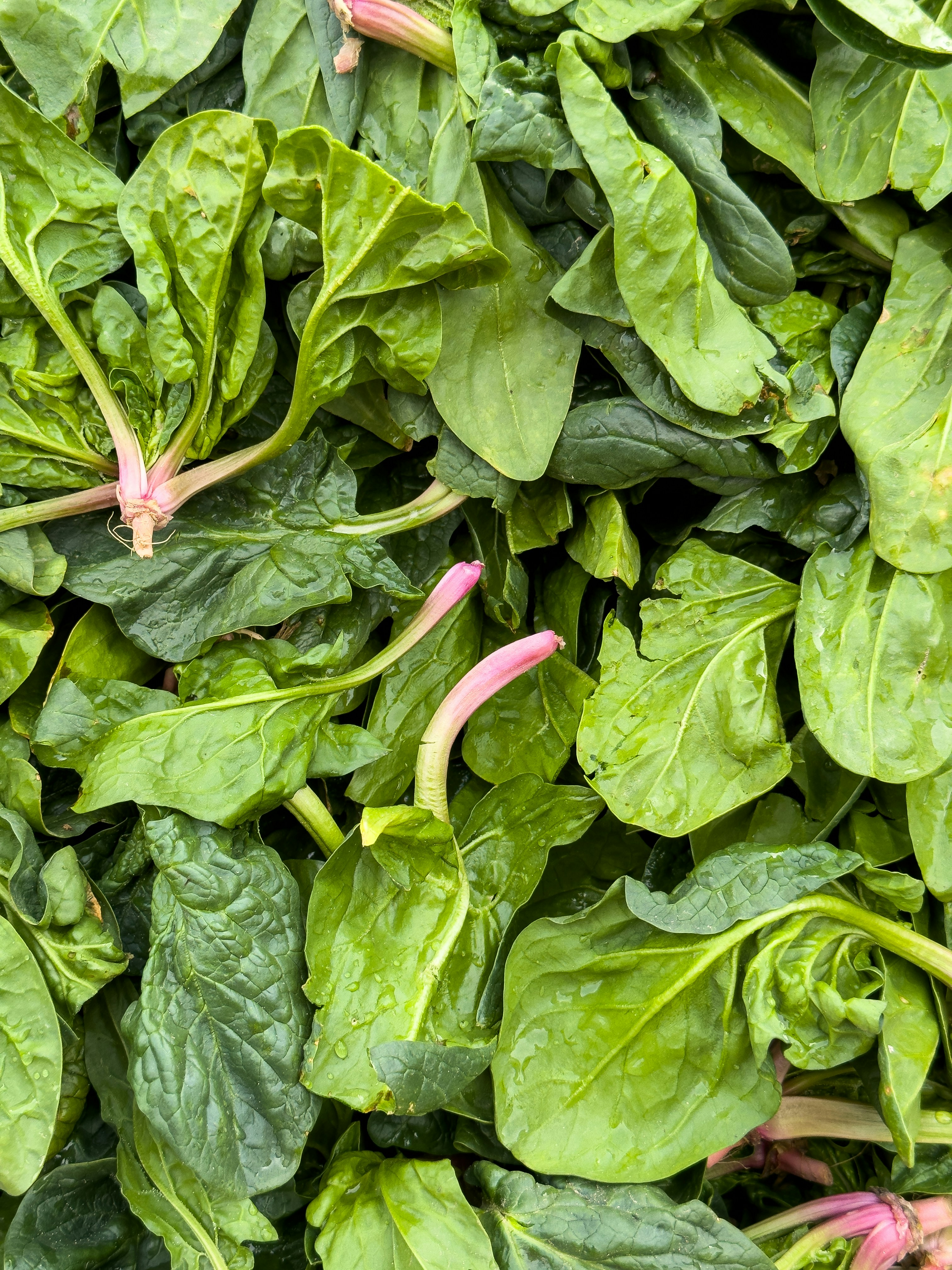 Pink-tipped Rhizomes Among Fresh Green Spinach Leaves