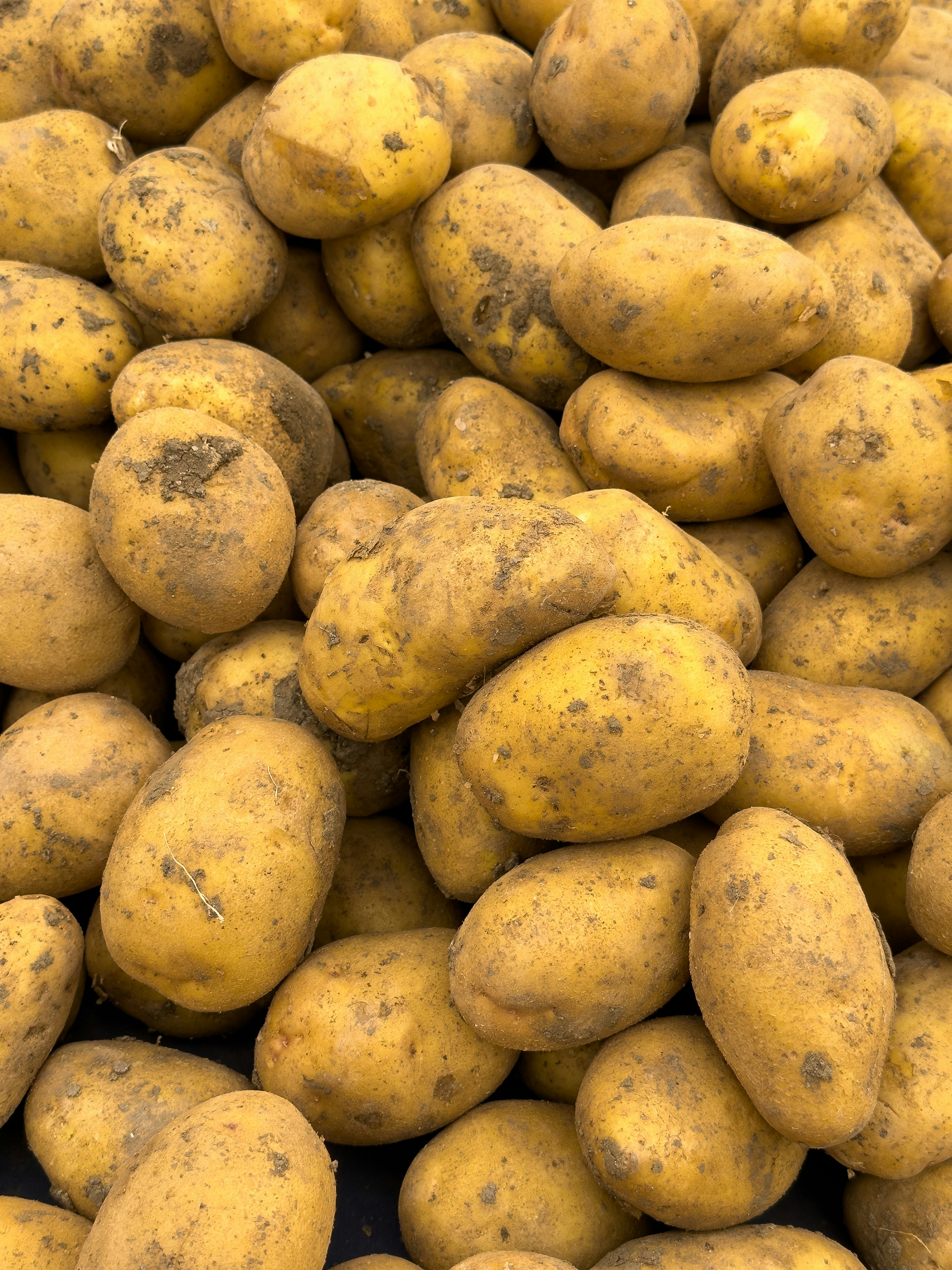 Sunlit Bounty: A Heap of Dirt-Kissed Potatoes