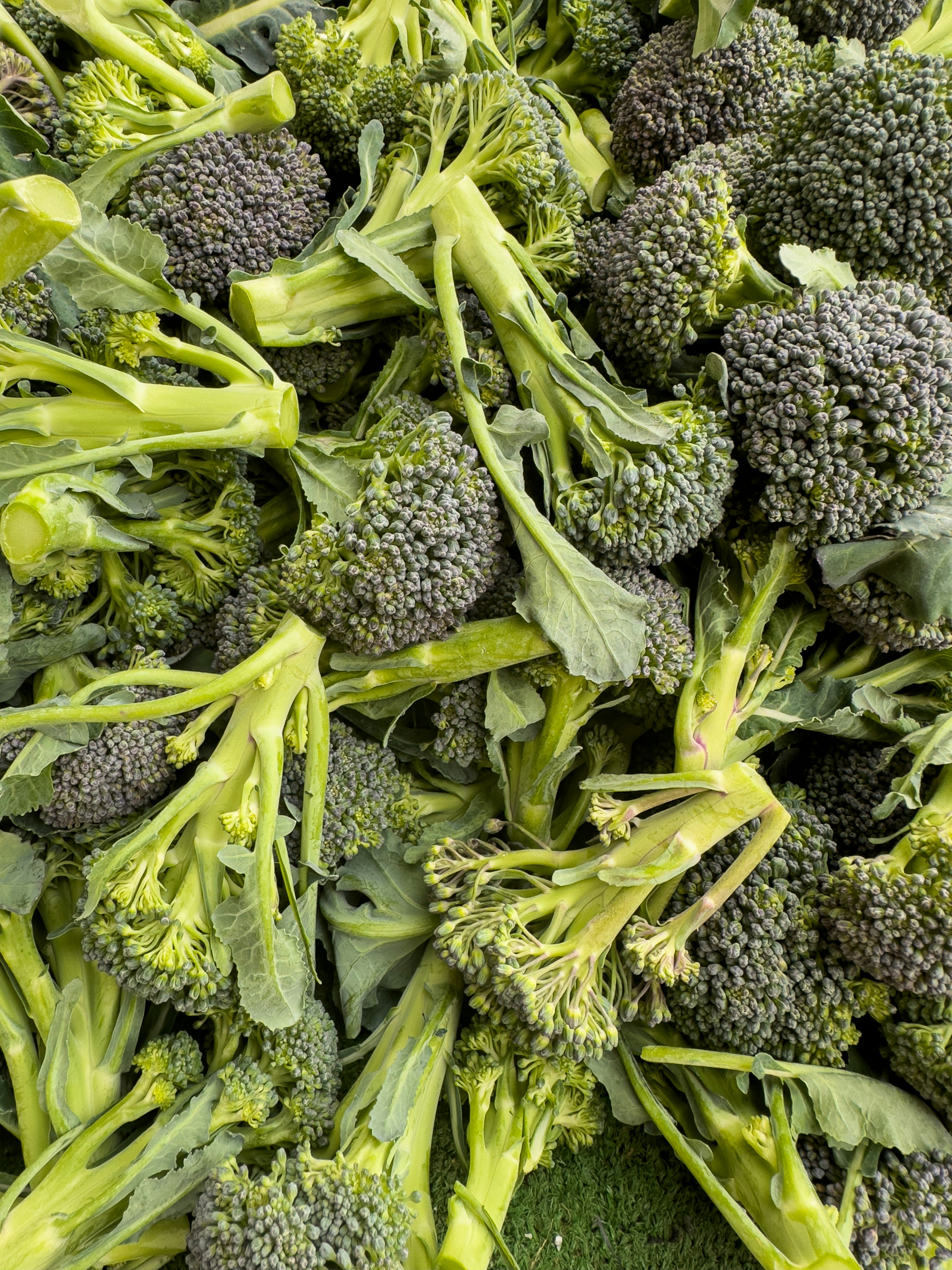 Field of Emerald Crown: broccoli florets in a dense green mosaic