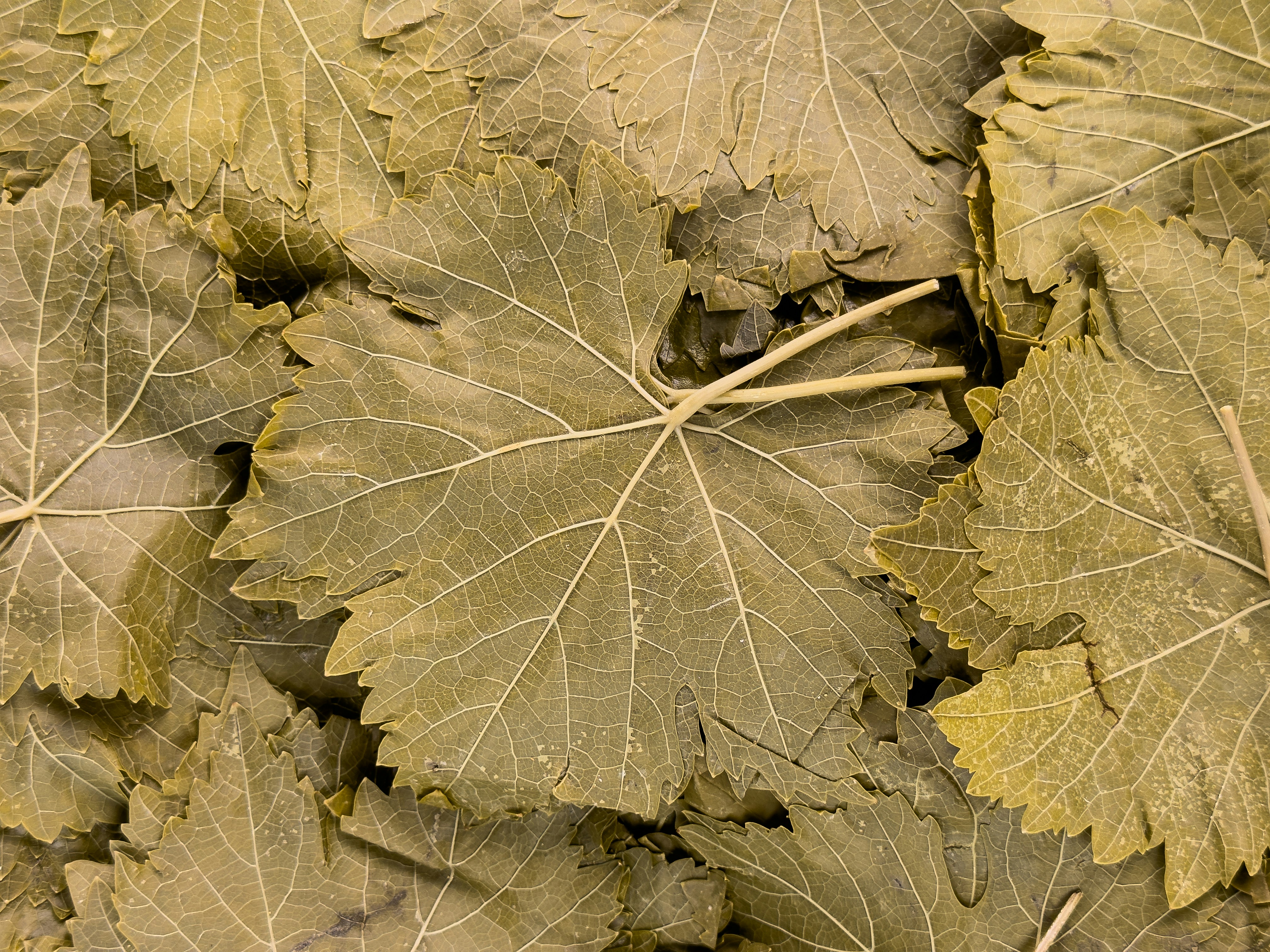 Dusty Vine: Close-up of Autumn Leaves