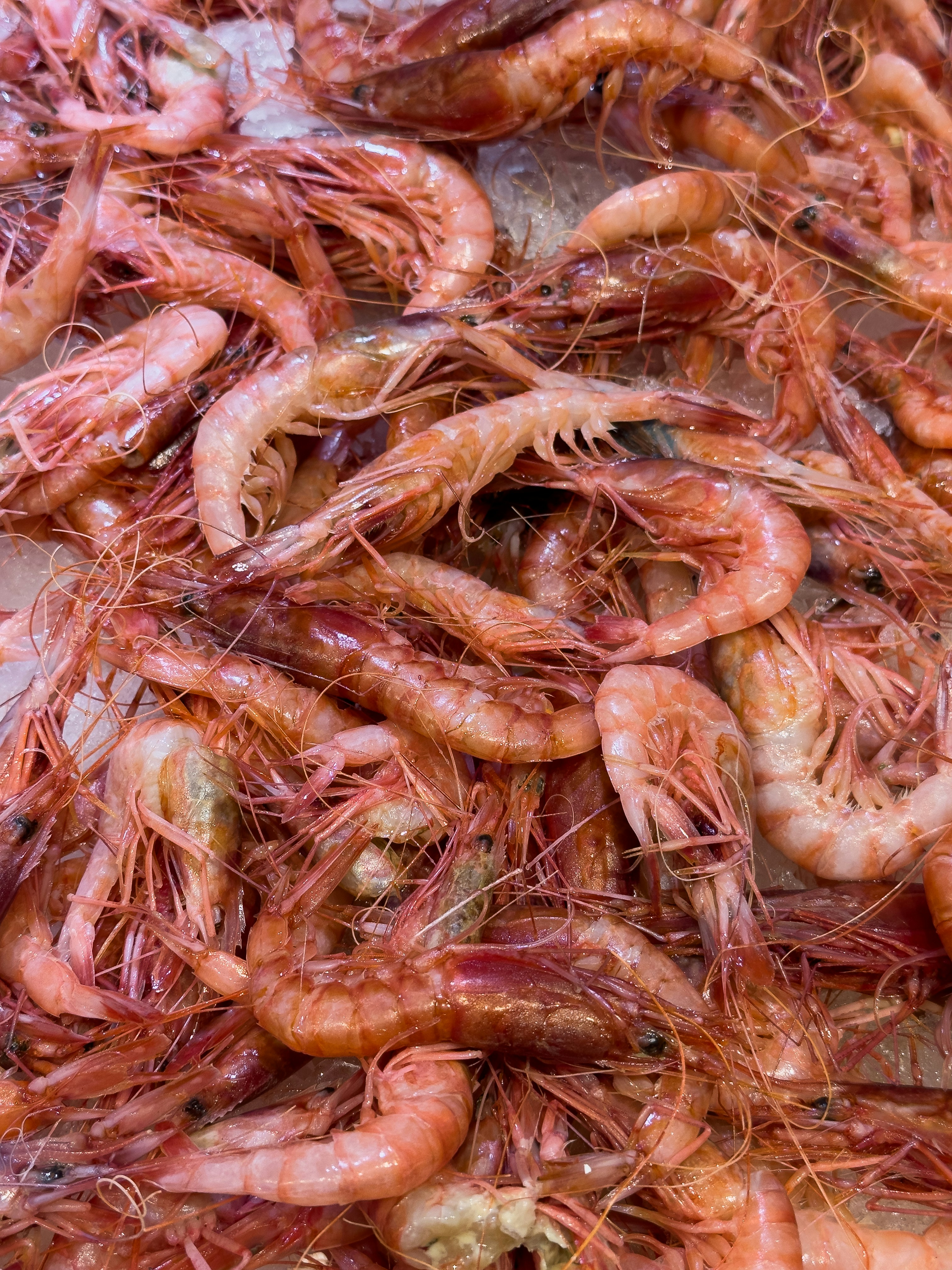 Coral Pink Harvest: a Heap of Fresh Shrimp