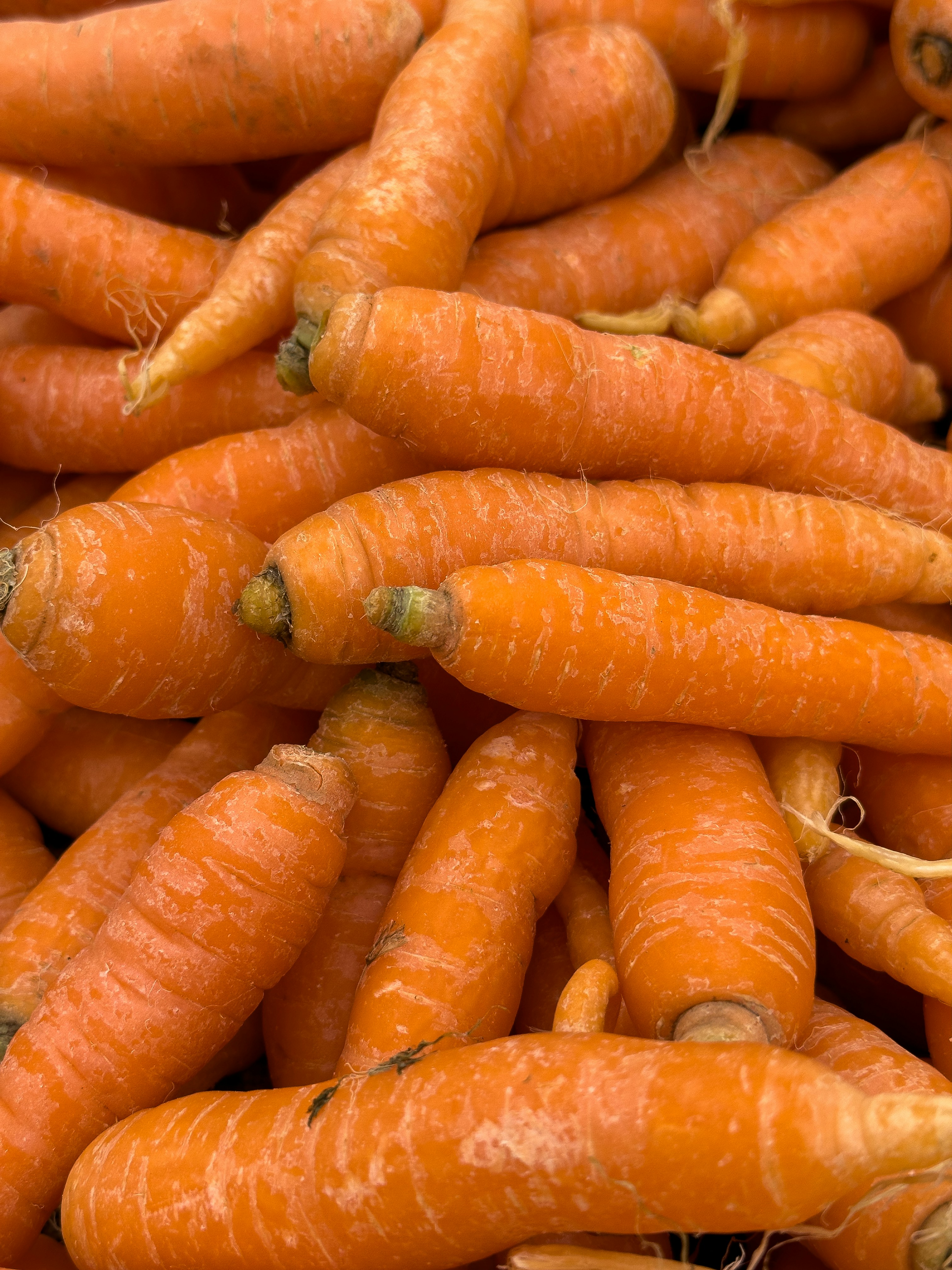 Carrot Constellation: A Dense Carrot Heap Close-Up