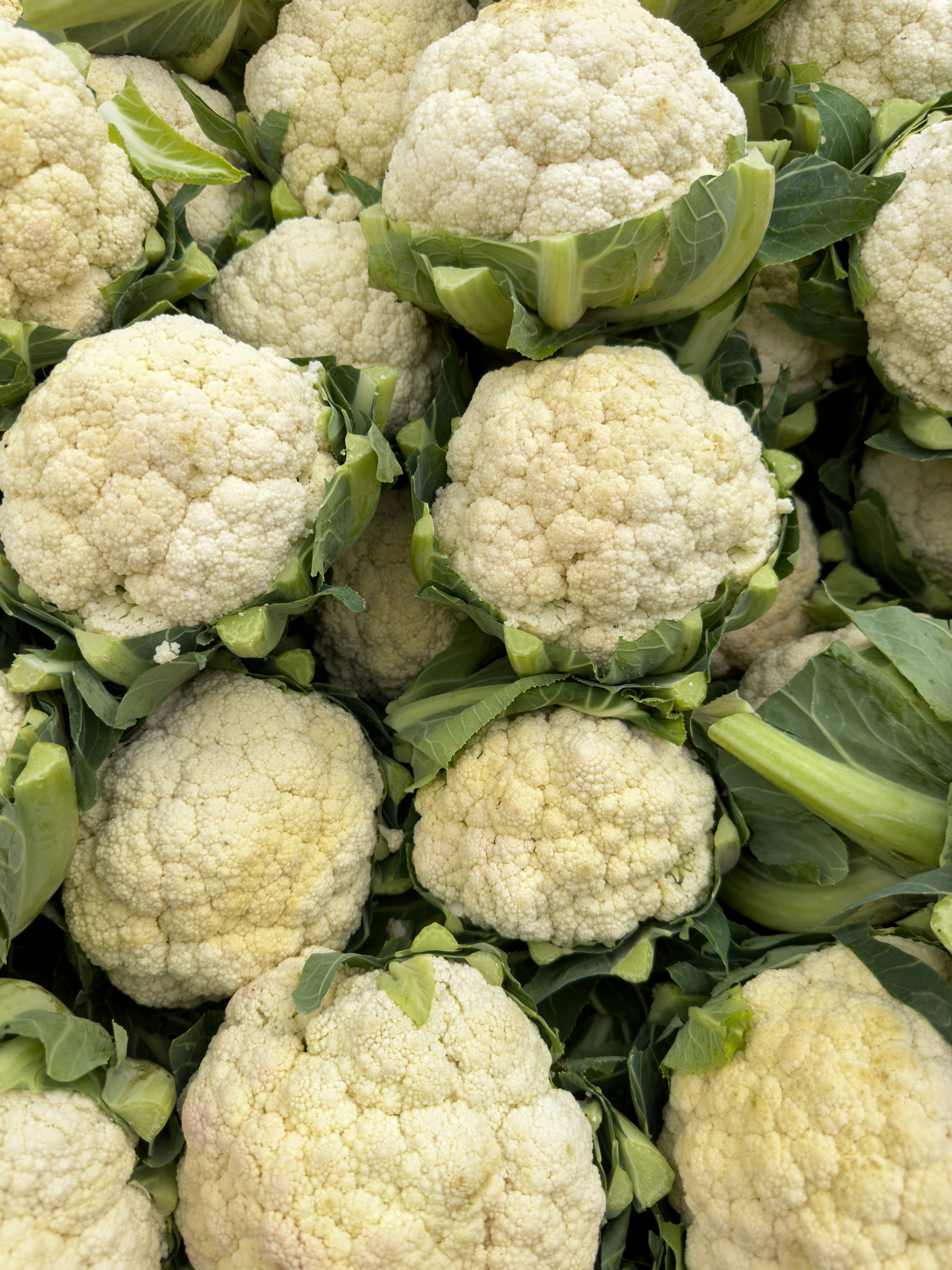 Cauliflower Cosmos: A Close-Packed Field of Snowy Heads