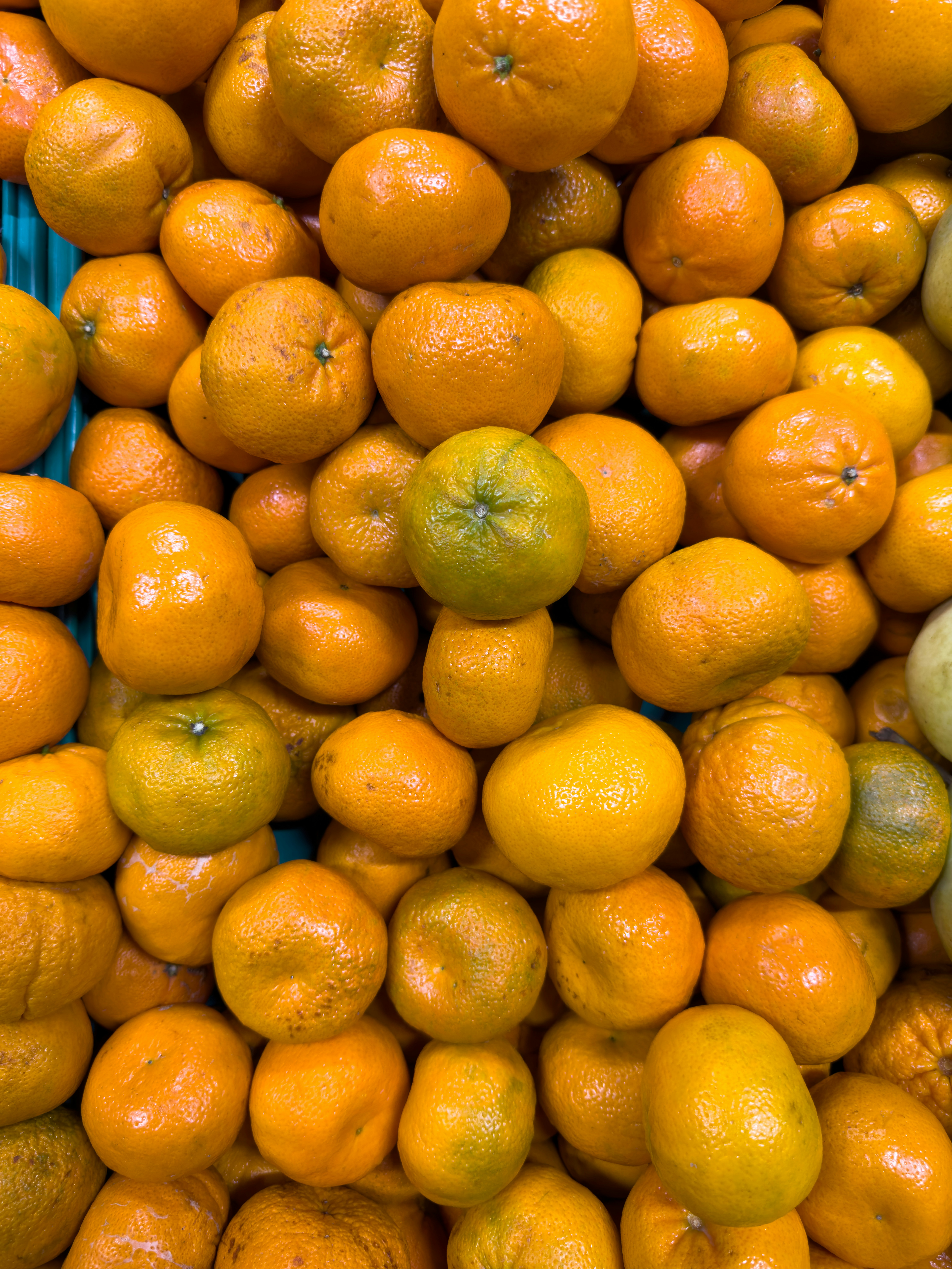 Sunlit Citrus Riot: A Sea of Oranges with Subtle Green-Tinted Hints