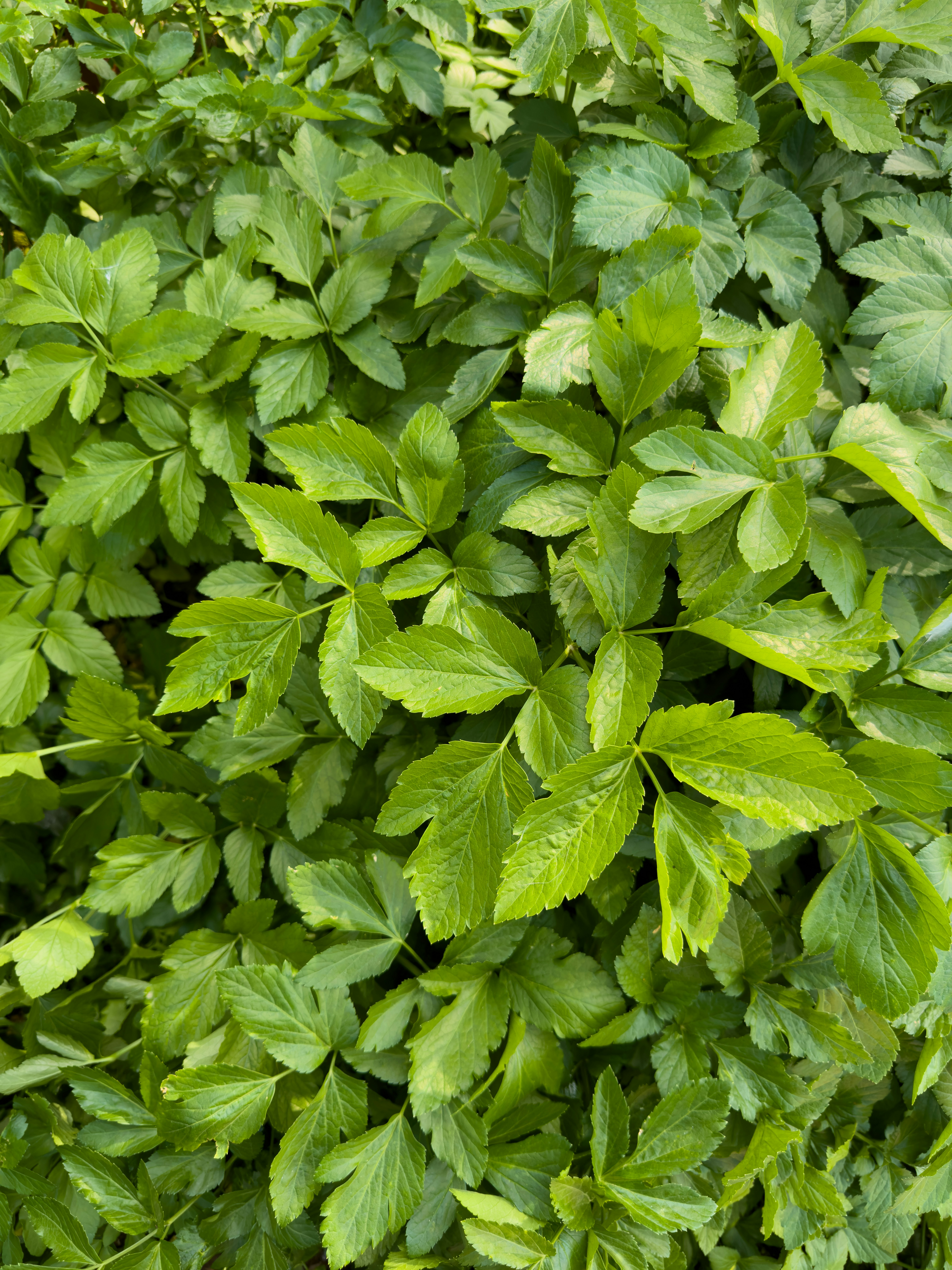 Vibrant Green Canopy: A Dense Mosaic of Leaves