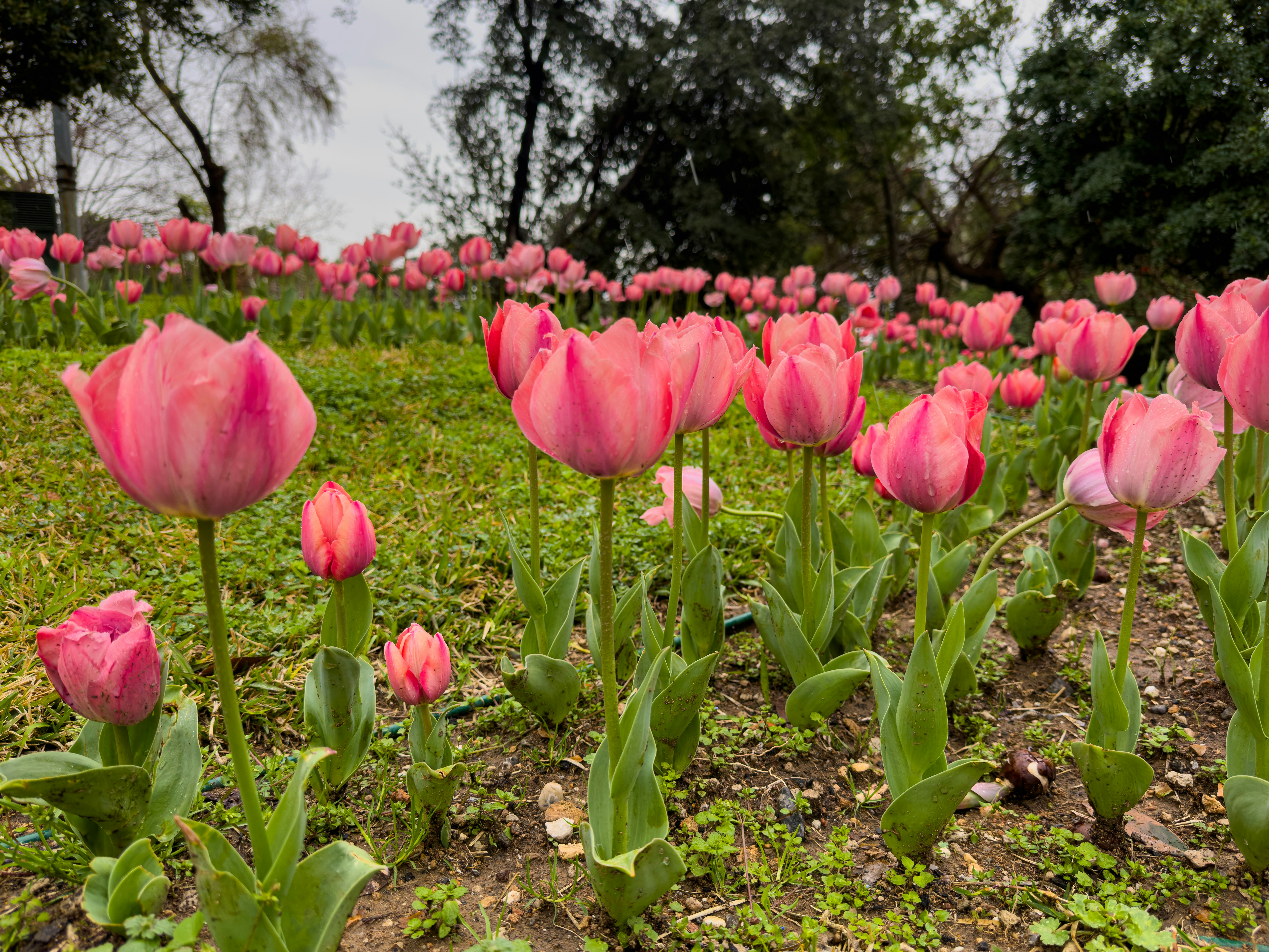 Pink Tulips in a Sunlit Field: A Sea of Petals and Green Stems