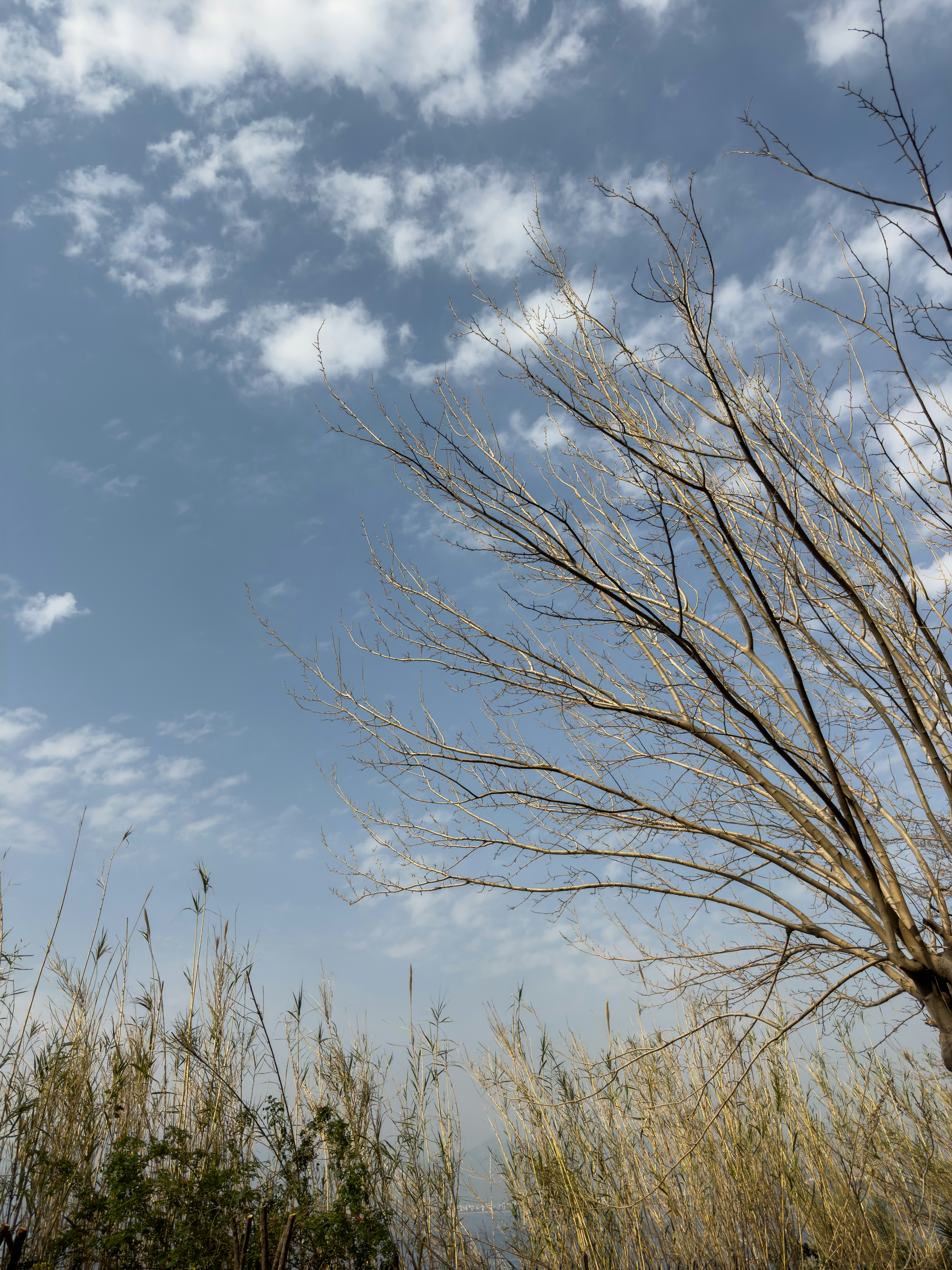 Leafless Branches Reach Toward a Wide-Open Sky
