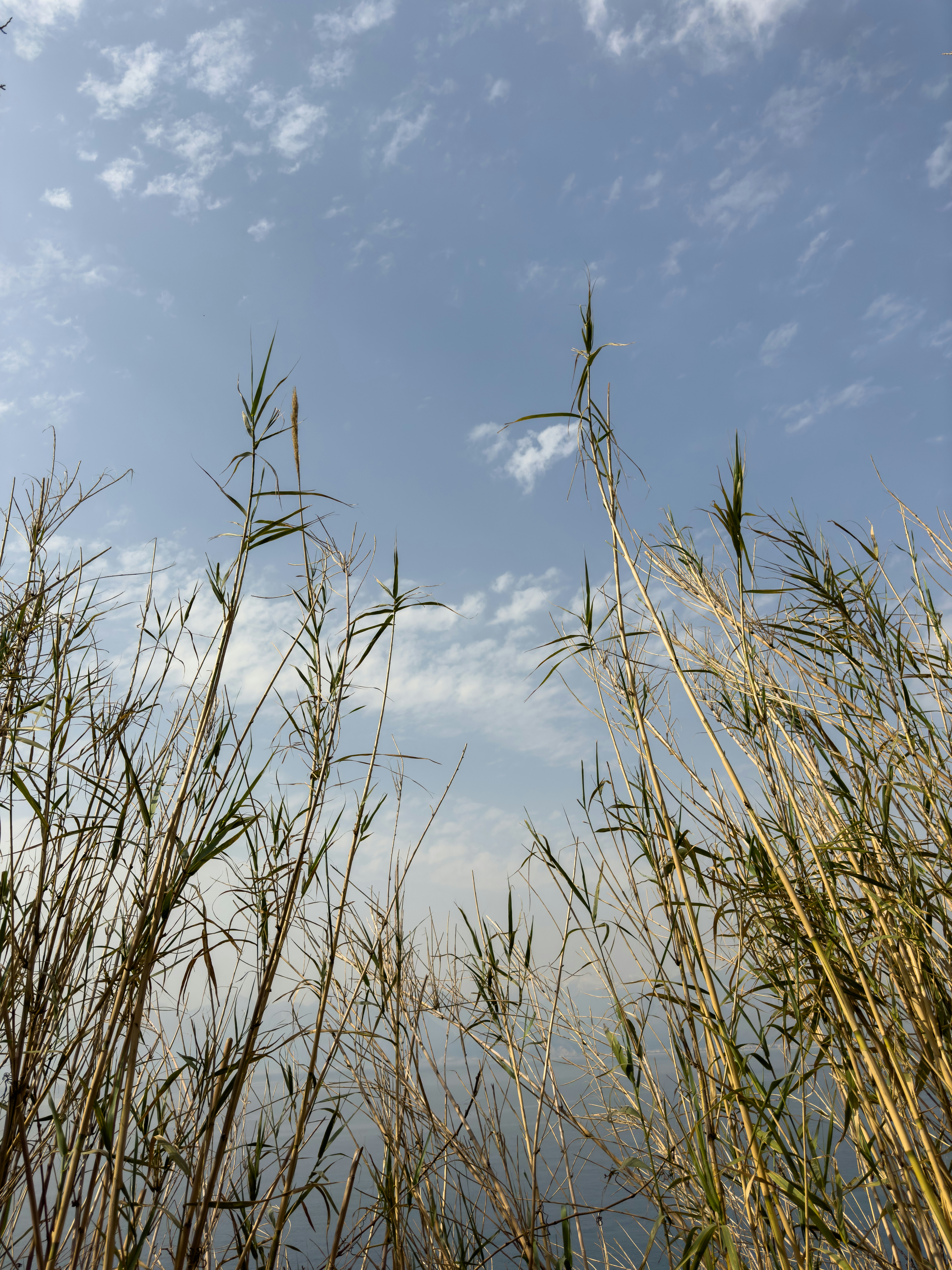 Whispering Reeds Toward a Clear Sky