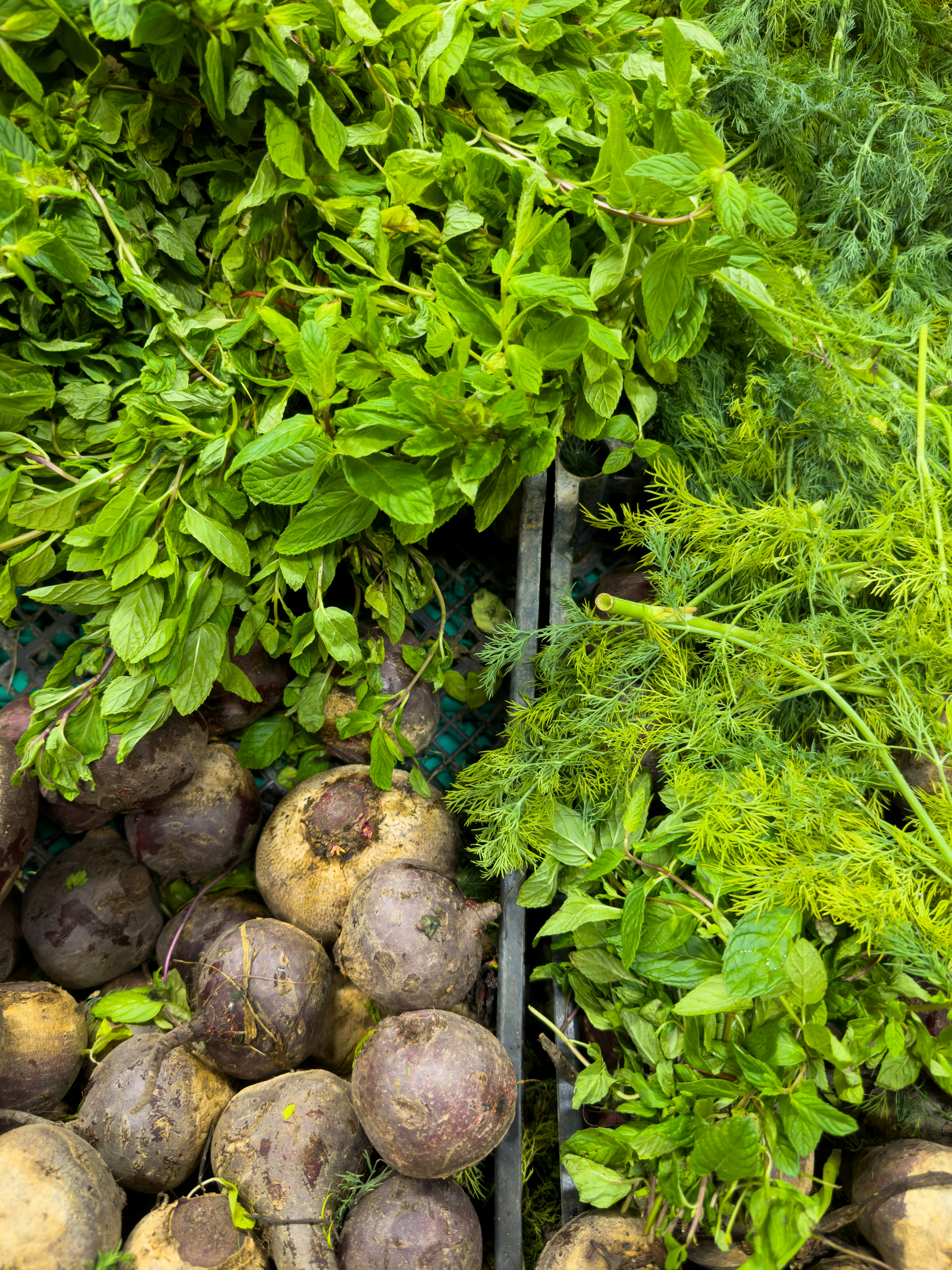 Harvested Roots and Greens in a Garden Crate