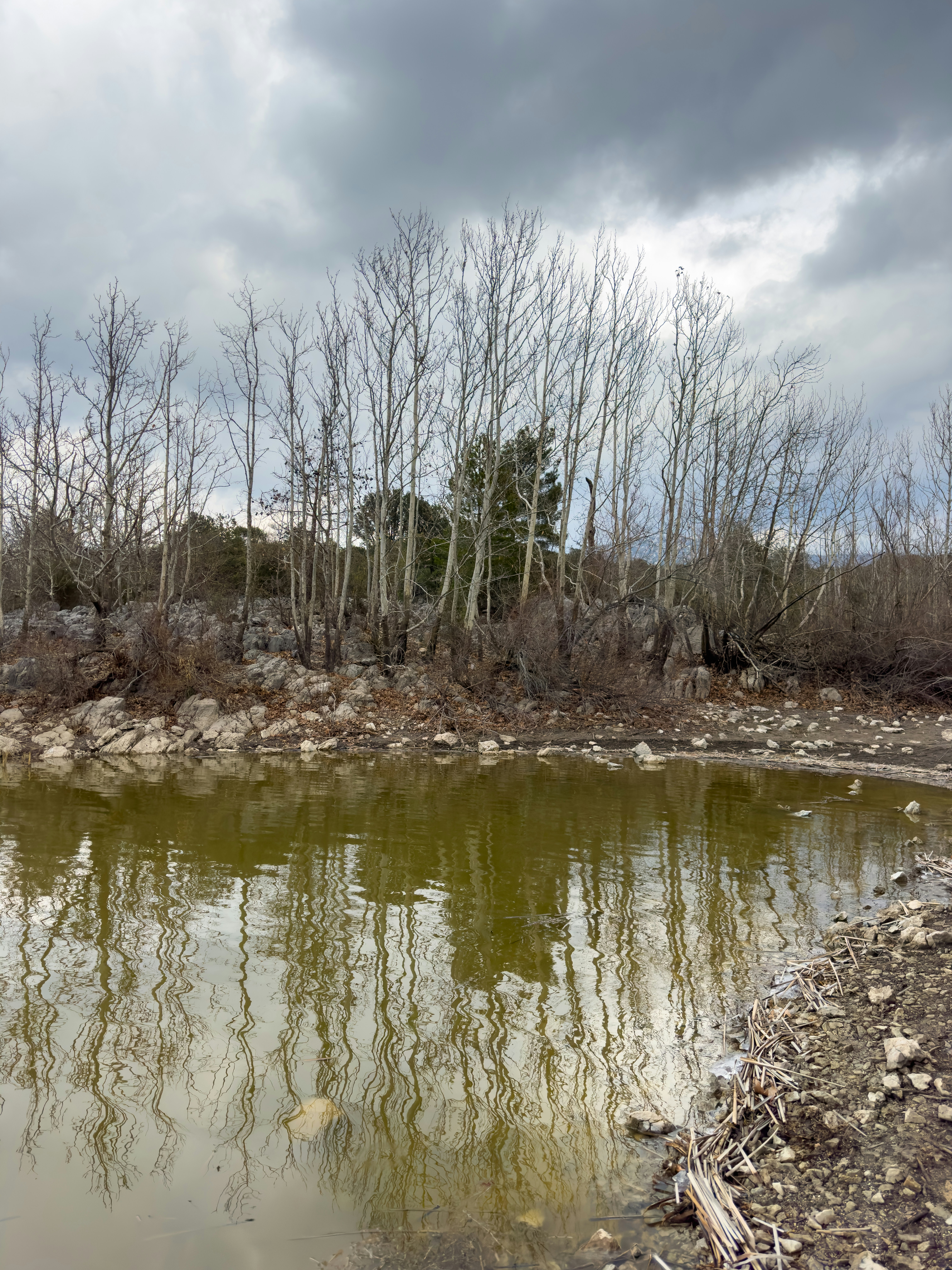 Willow Line at the Quiet Creekbank