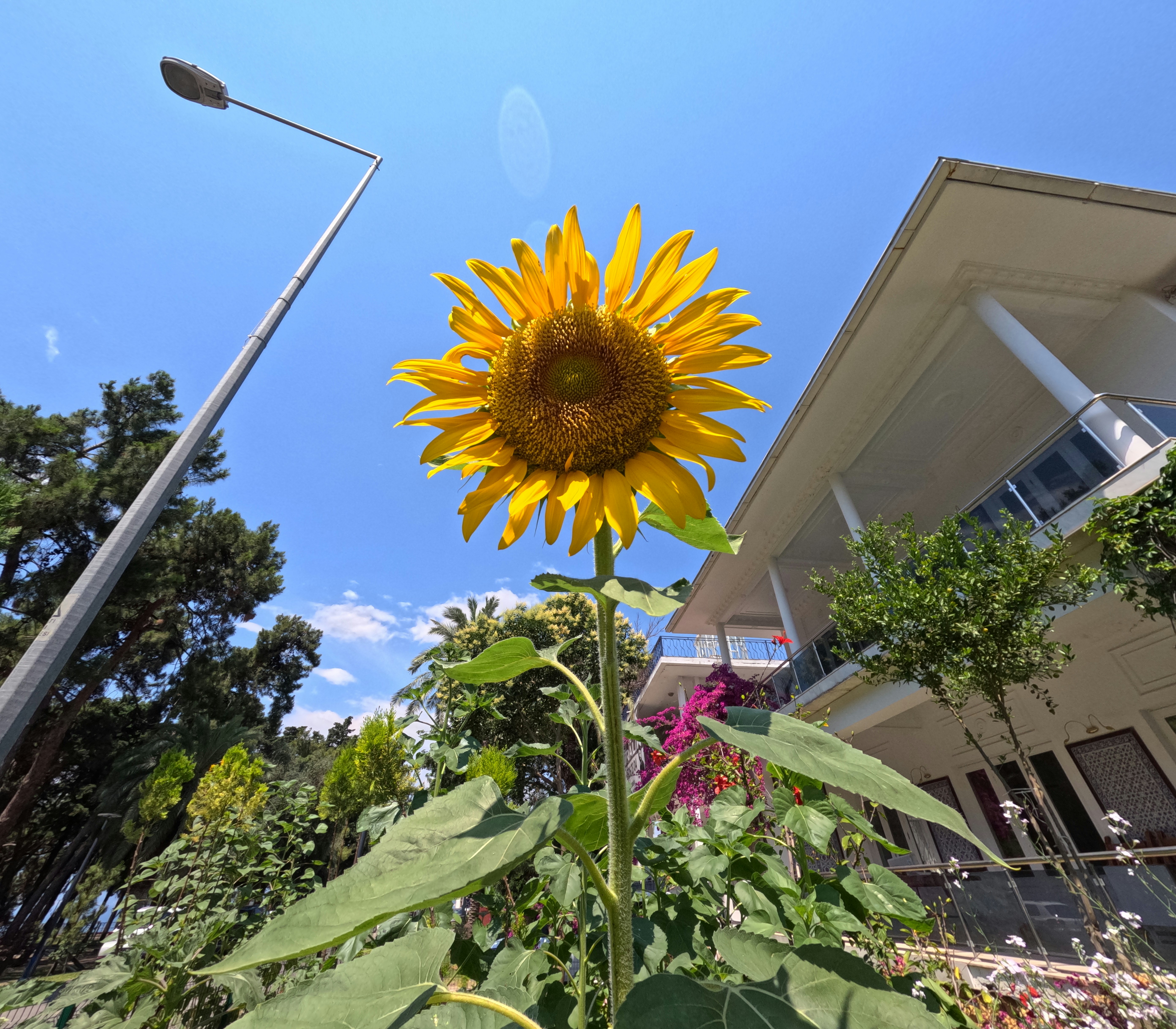 Sunflower Crowned Above the Urban Canopy