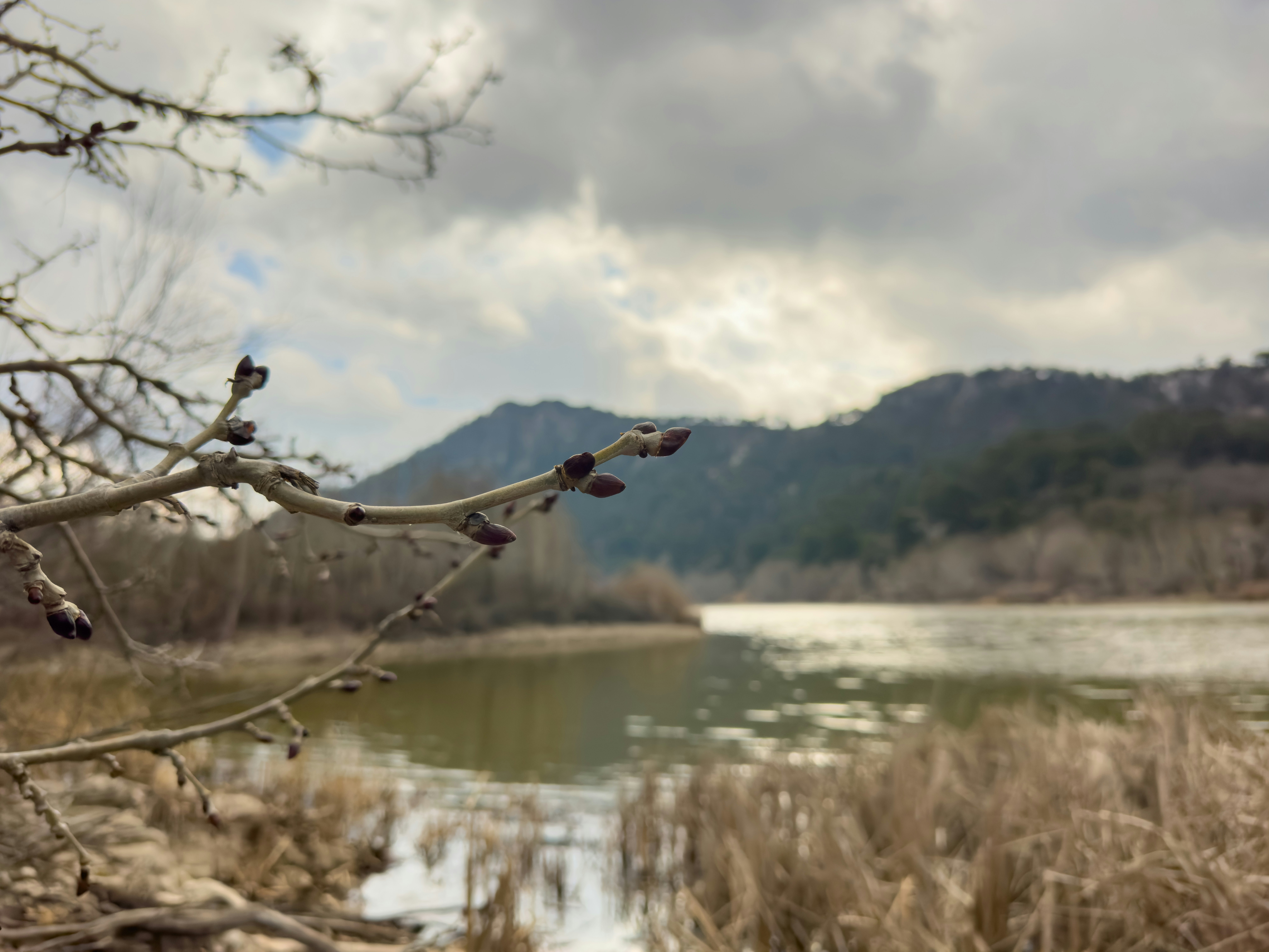 Branching foreground over a tranquil lakeside panorama