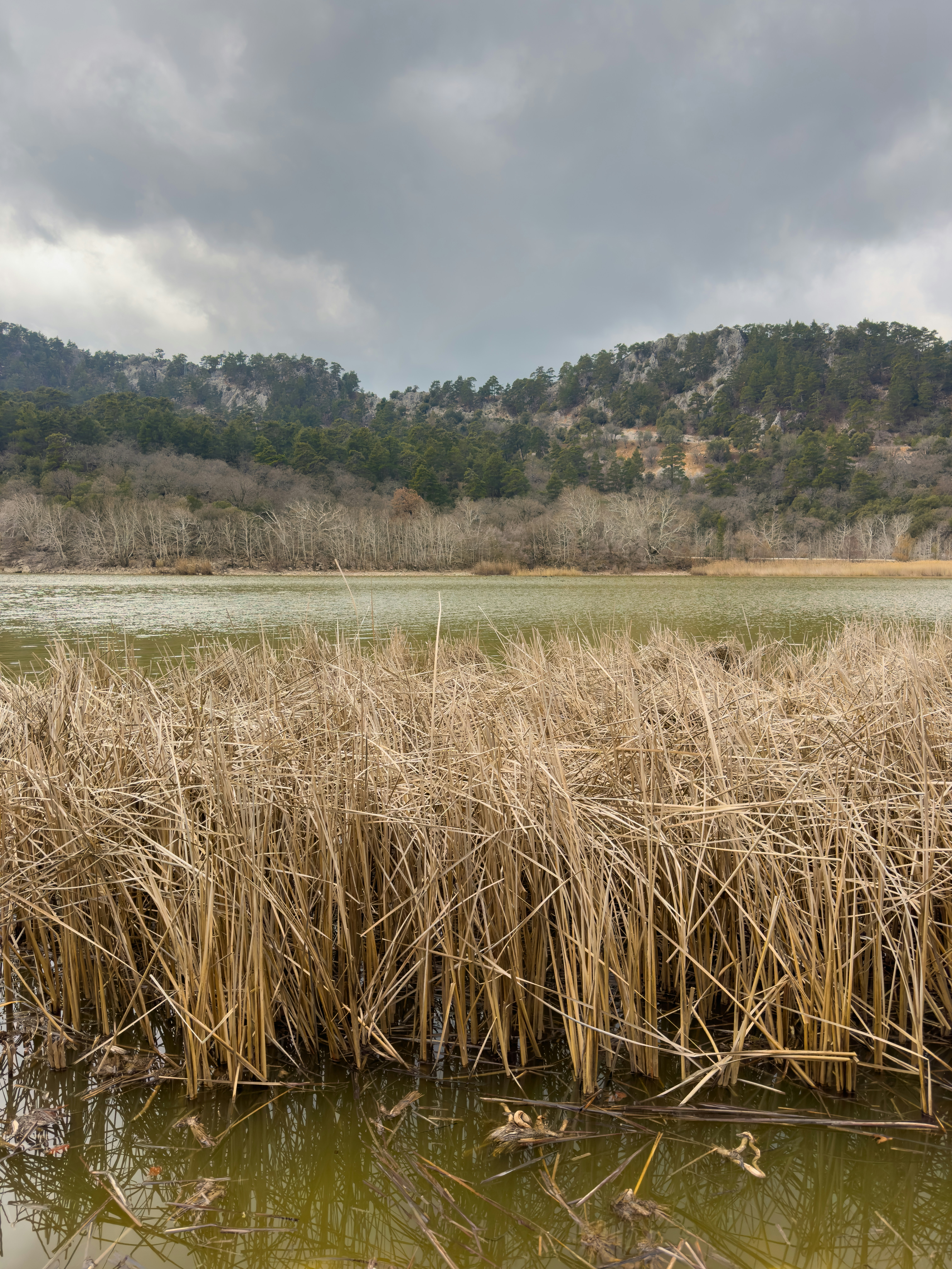 Reed Border at Distant Lake Ridge