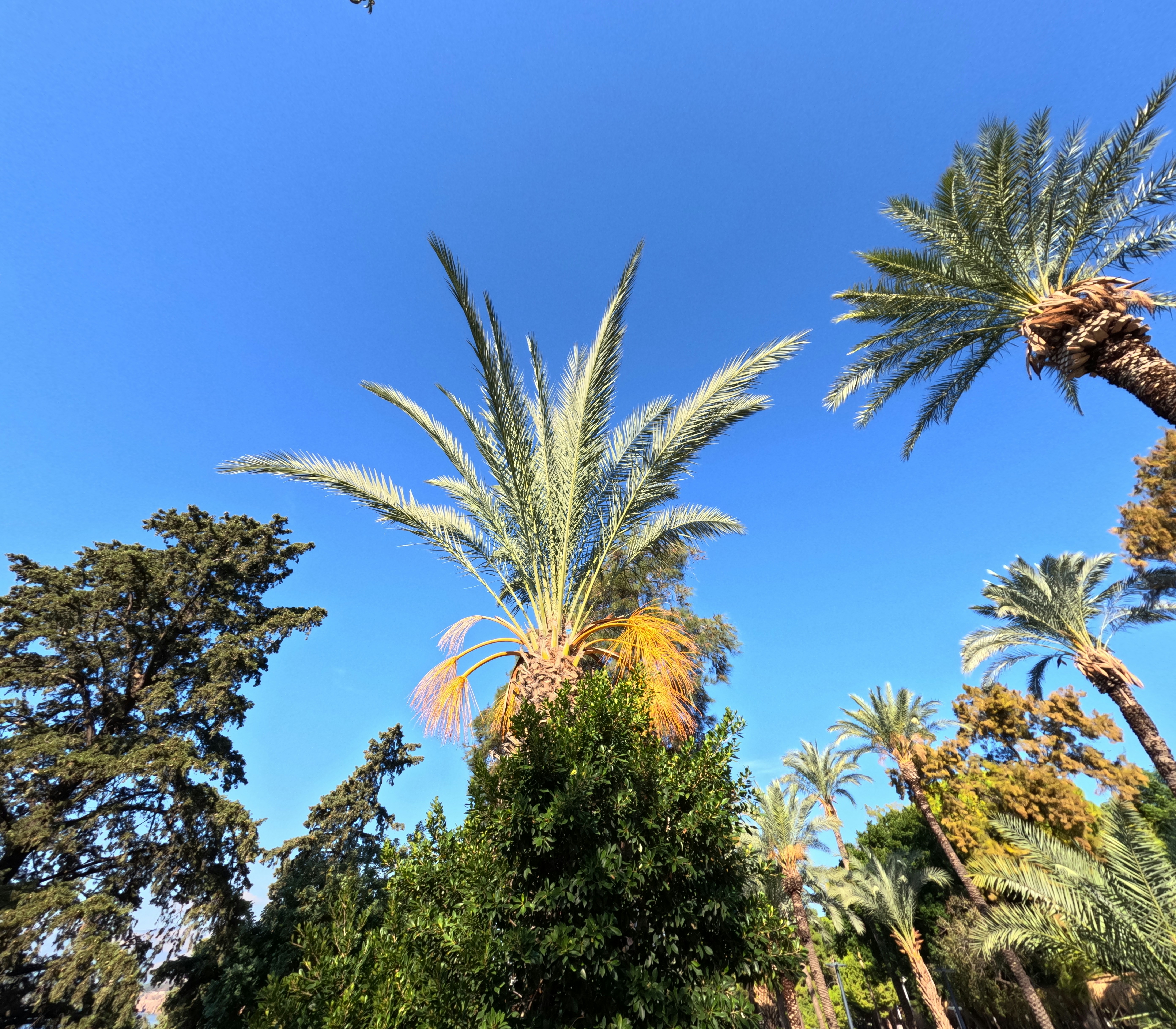 Skyward Palm Canopy Under Brilliant Desert Blue