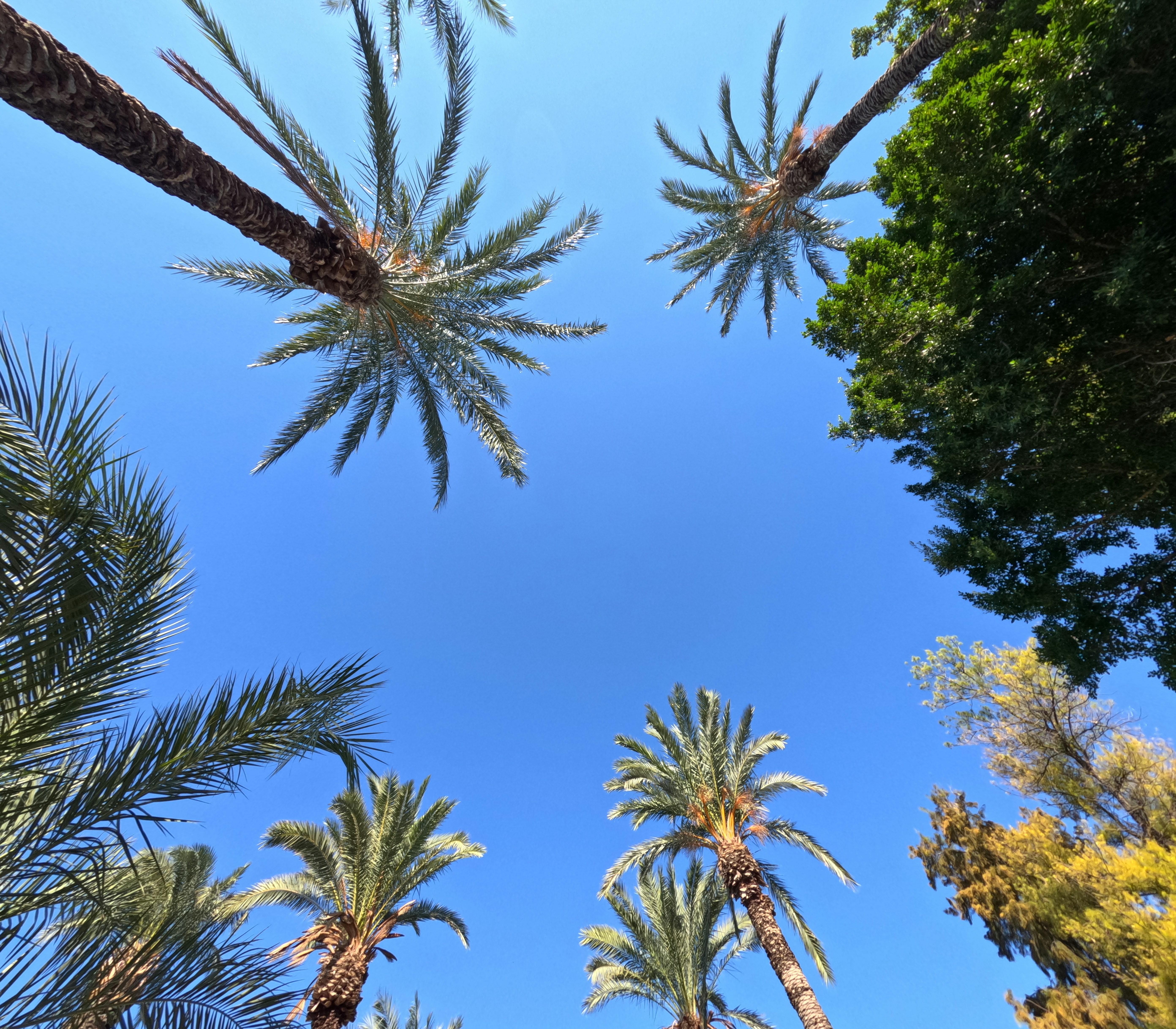 Skyscape of Palm Canopies Under a Clear Blue Noon