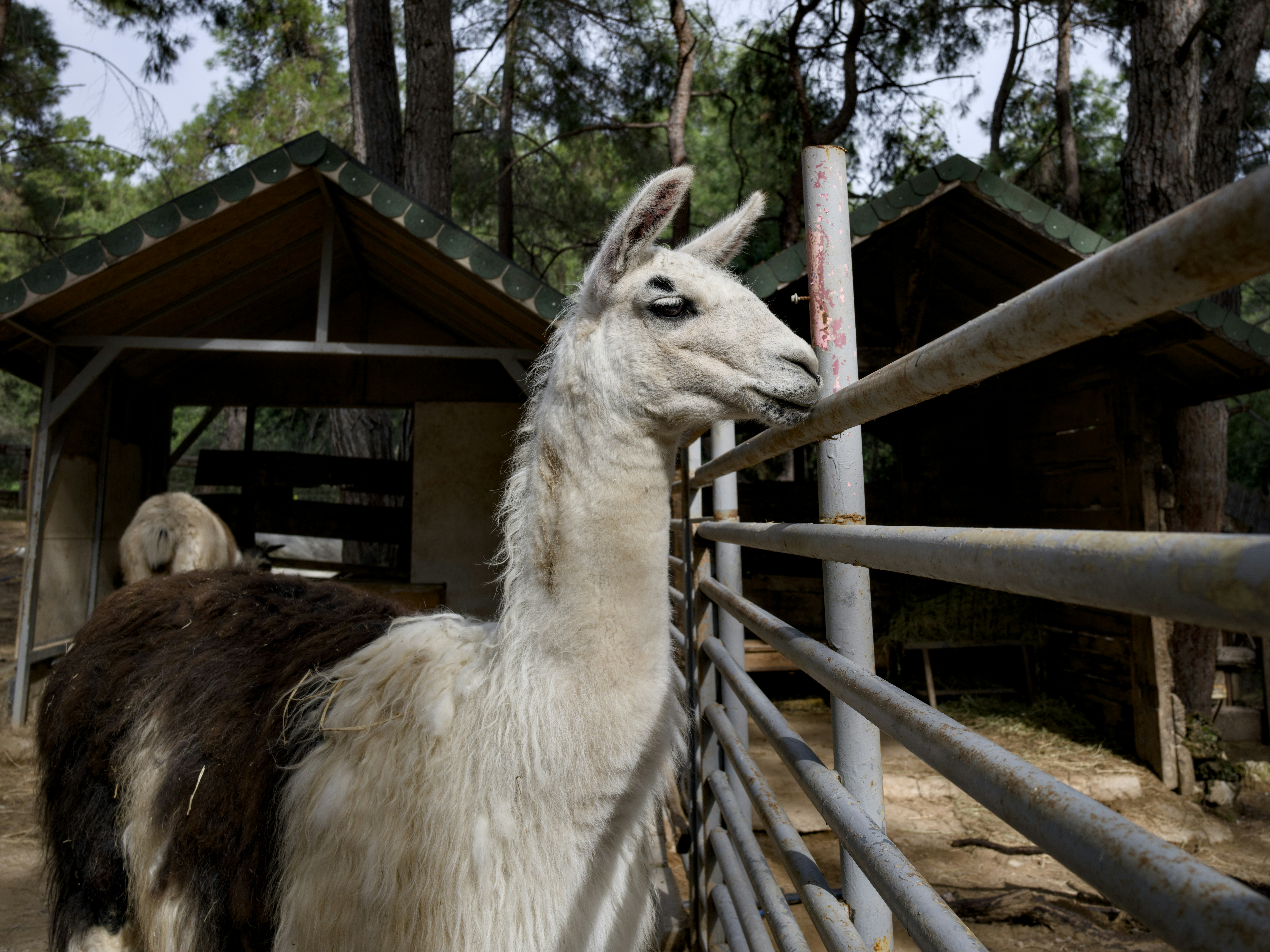 Llama at the Corral: Calm Gaze From the Wooden Gate